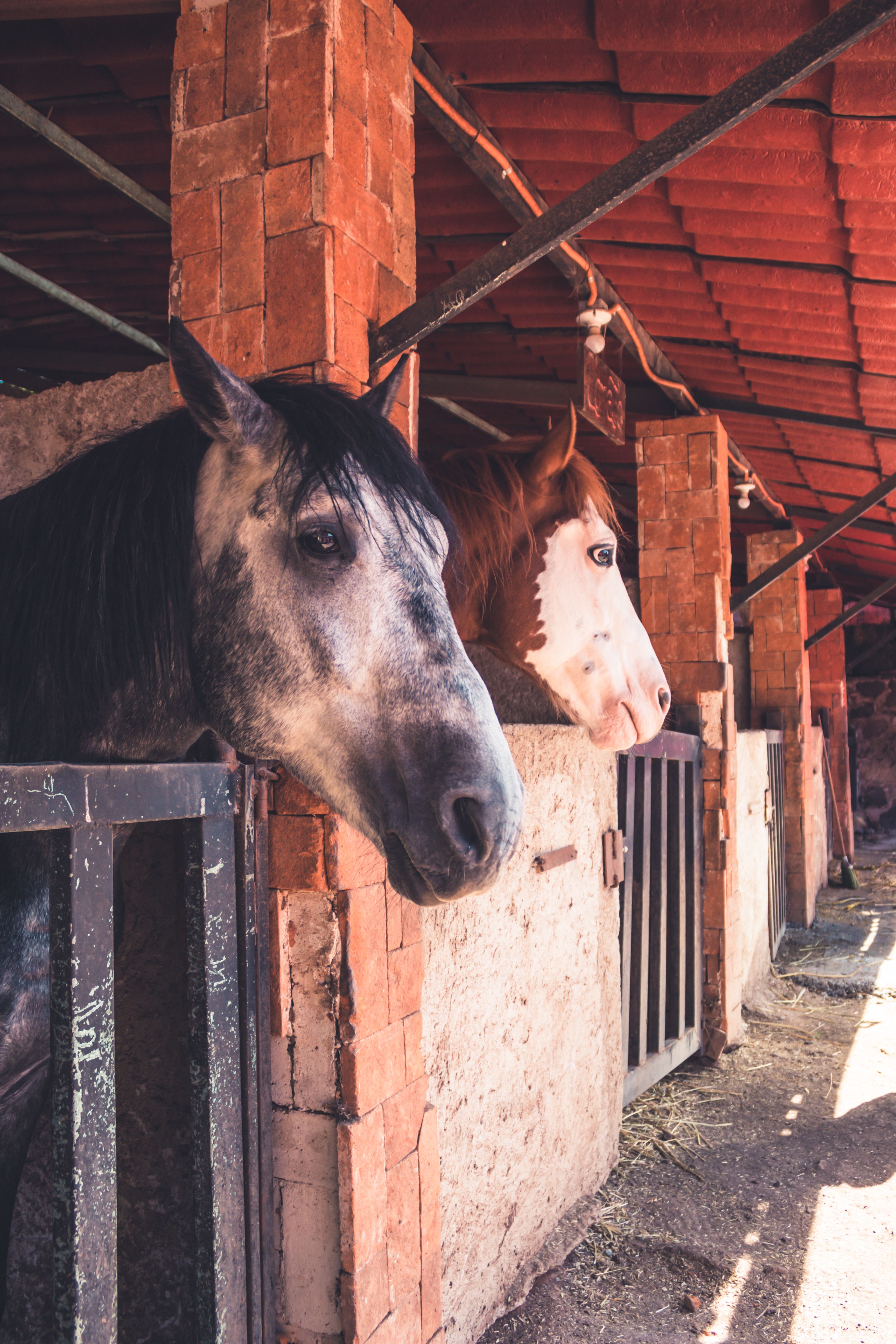 Horses in Barn on Farm · Free Stock Photo