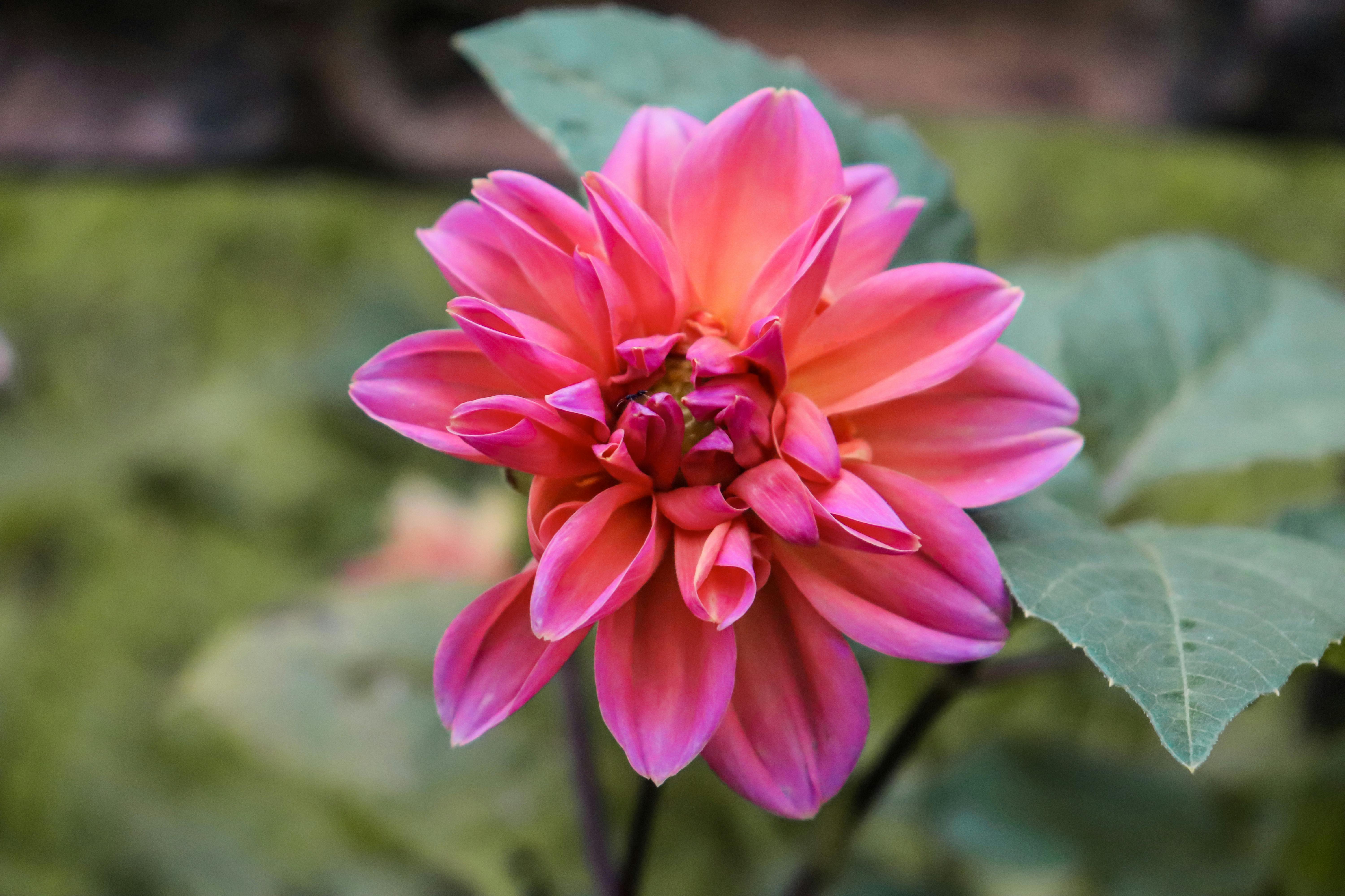 The Beauty Of Baguio City 29 foto e video raccolti da Harvey Tan Villarino