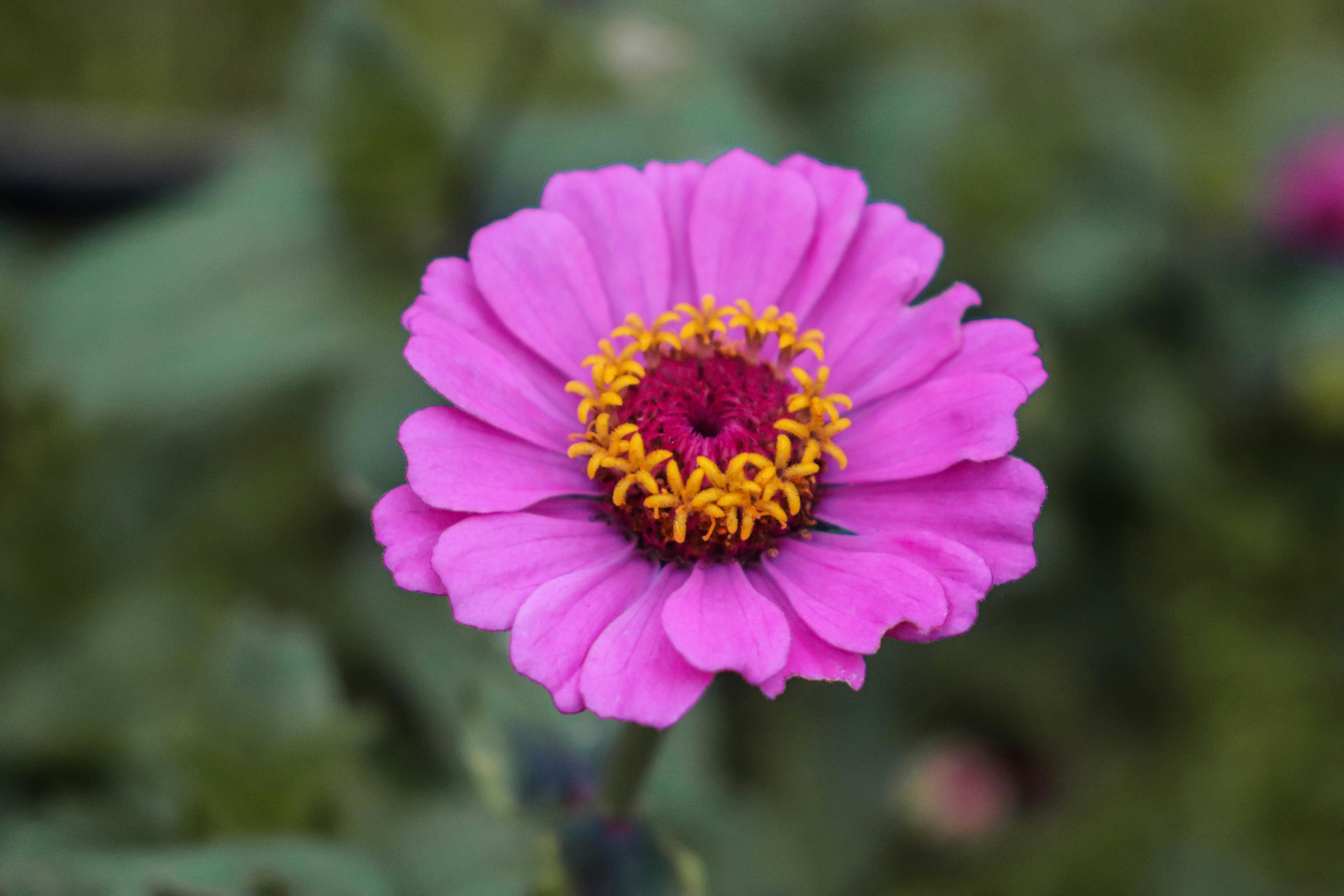 The Beauty Of Baguio City 29 foto e video raccolti da Harvey Tan Villarino