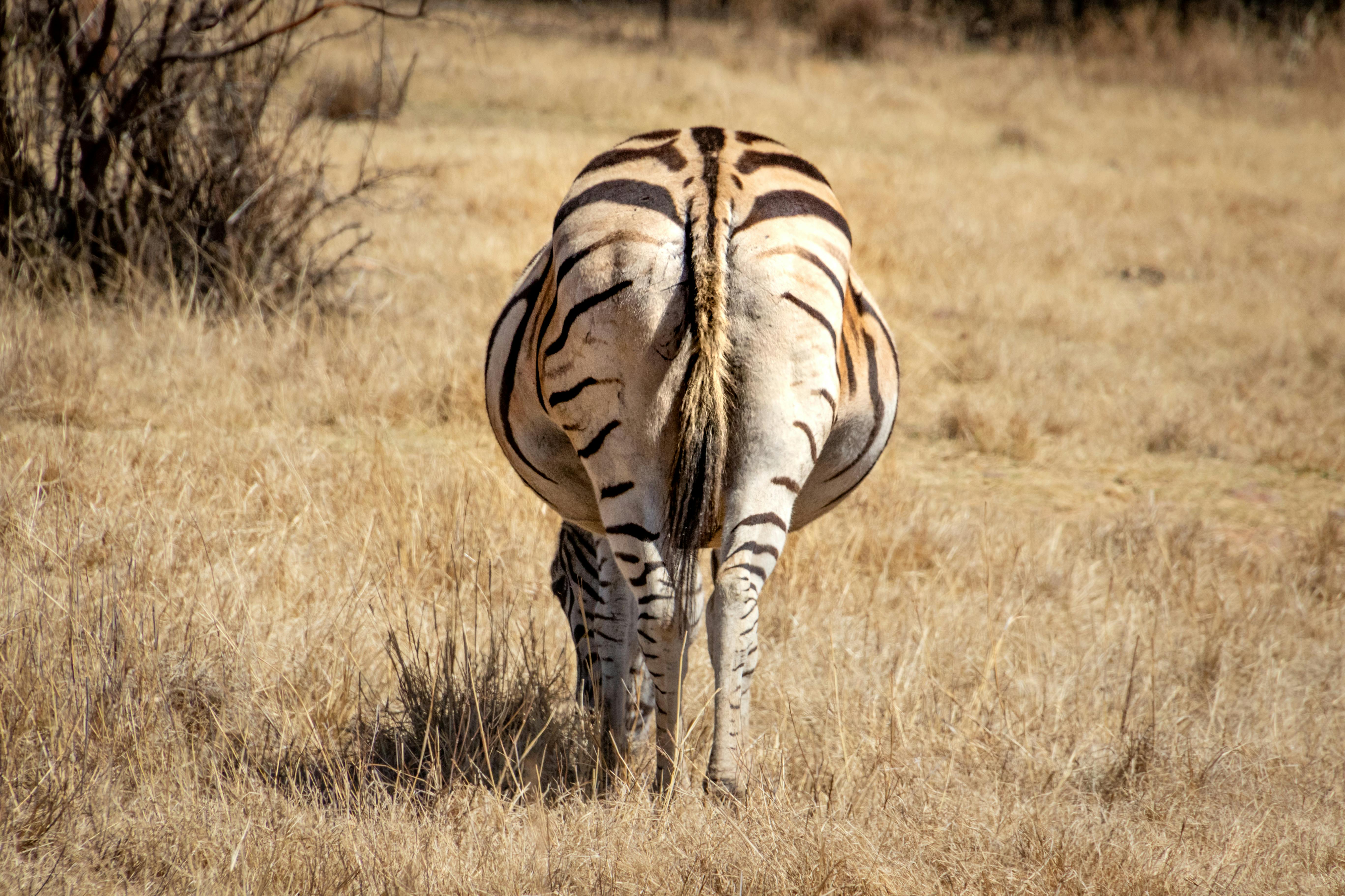 Free stock photo of animals, backside, black and white