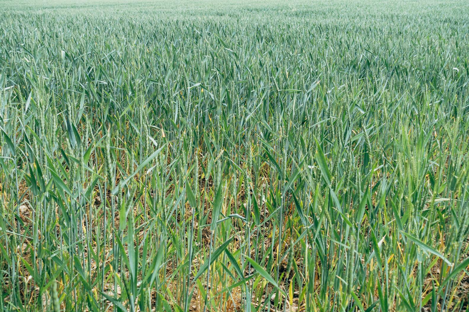 Chubb Limited: Global Insurance Provider Overview and Facts