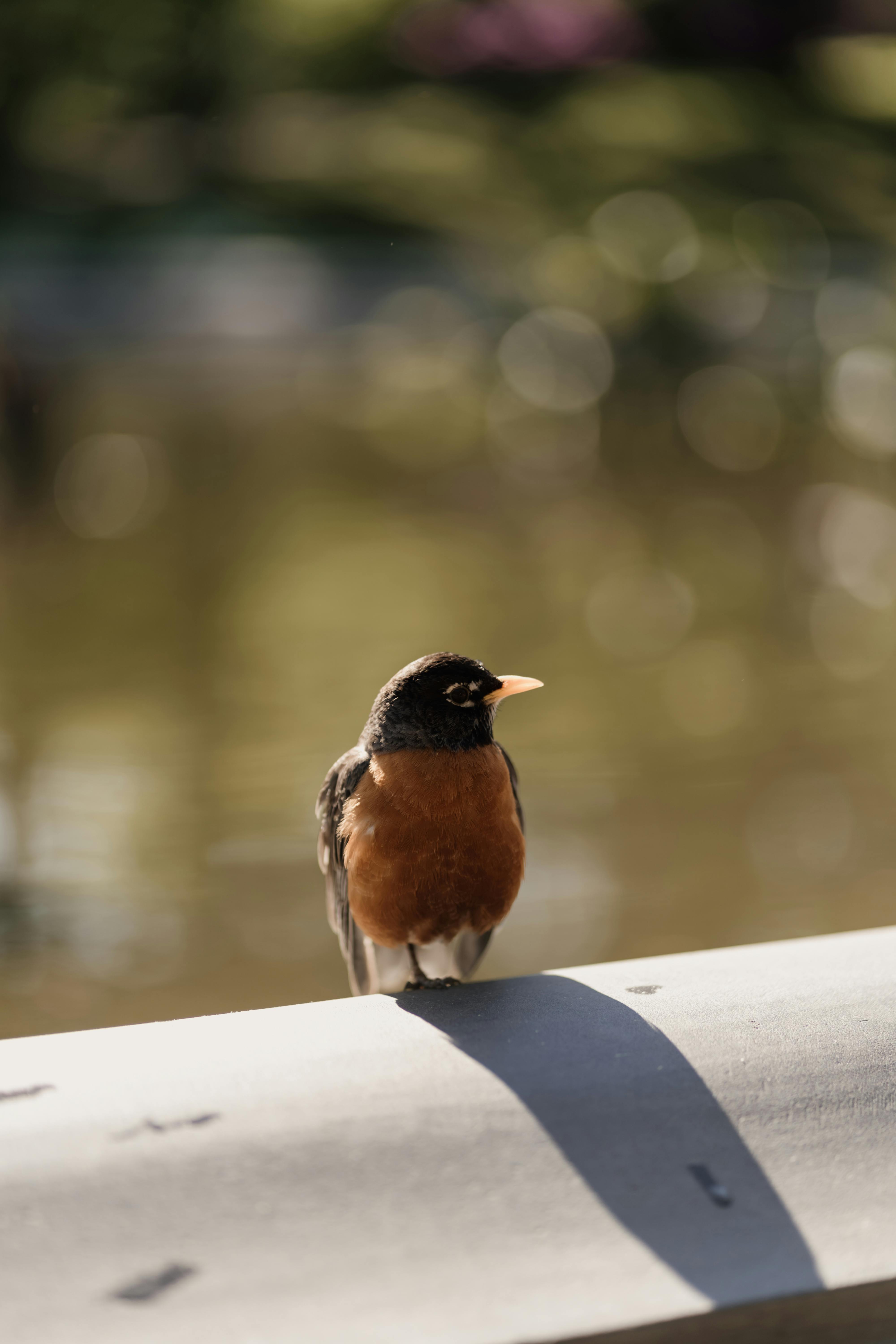 Close-up of a Little American Robin · Free Stock Photo