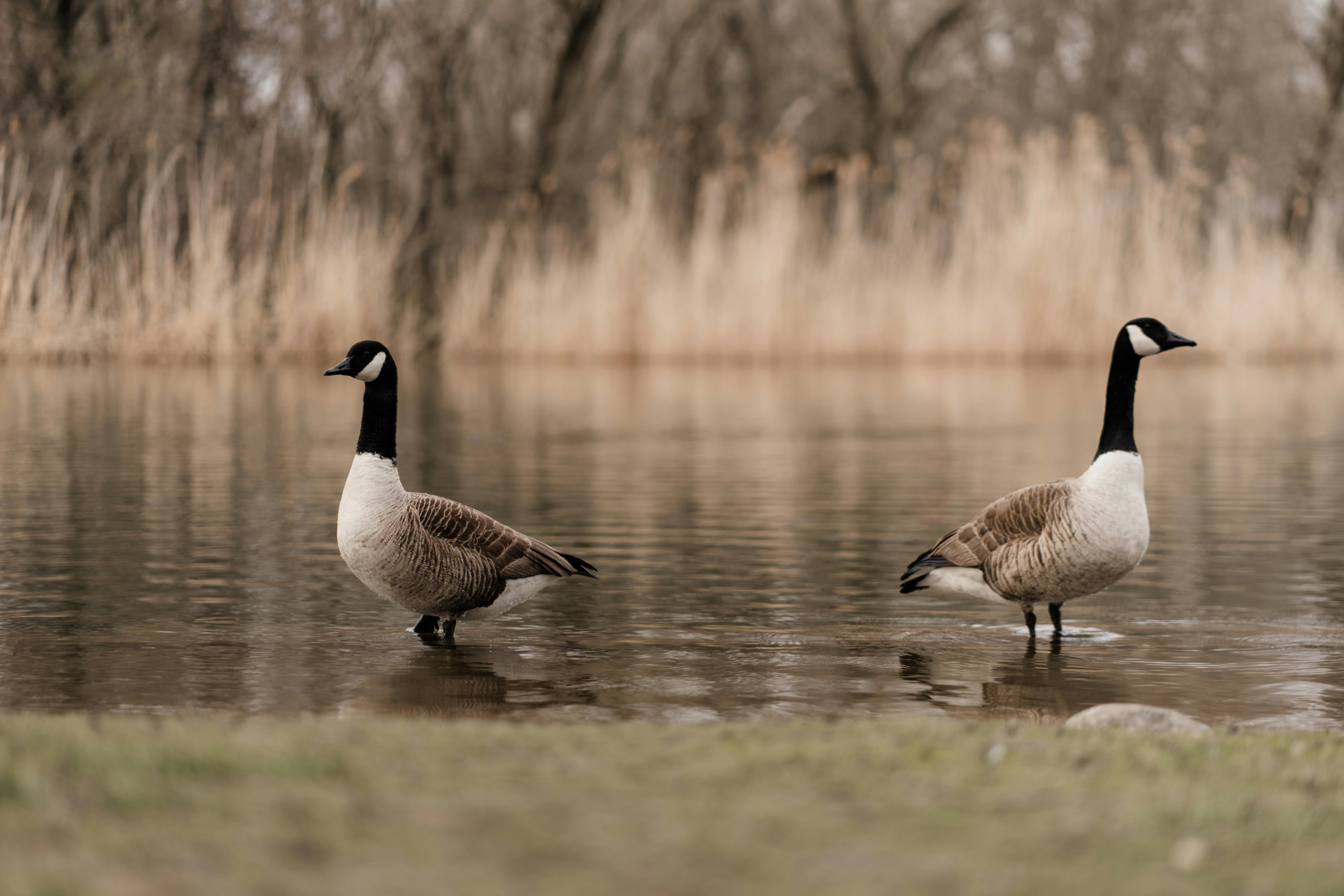 Two Canada Geese in Water · Free Stock Photo