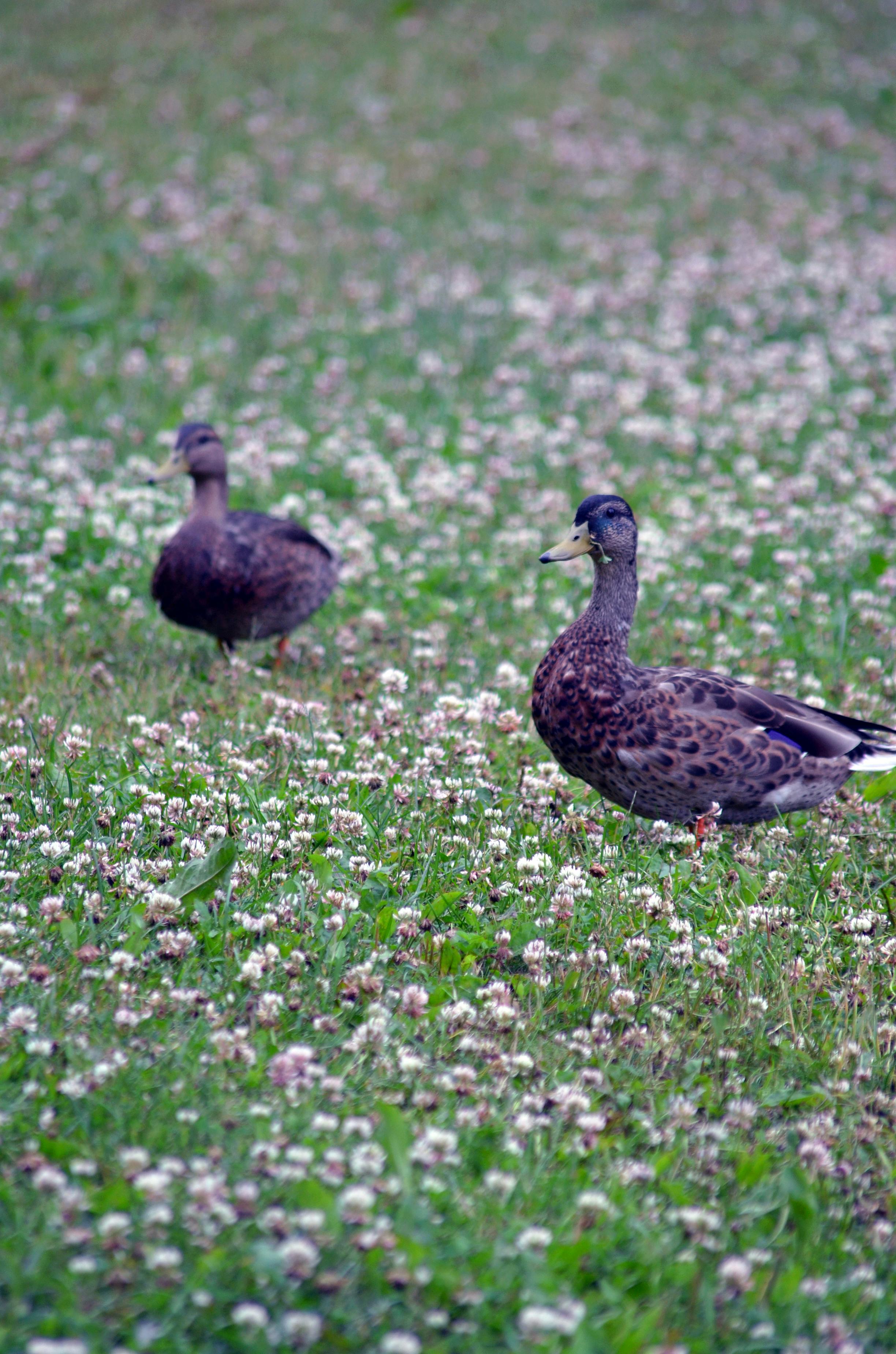 Ducks And Flowers Photos, Download The BEST Free Ducks And Flowers ...
