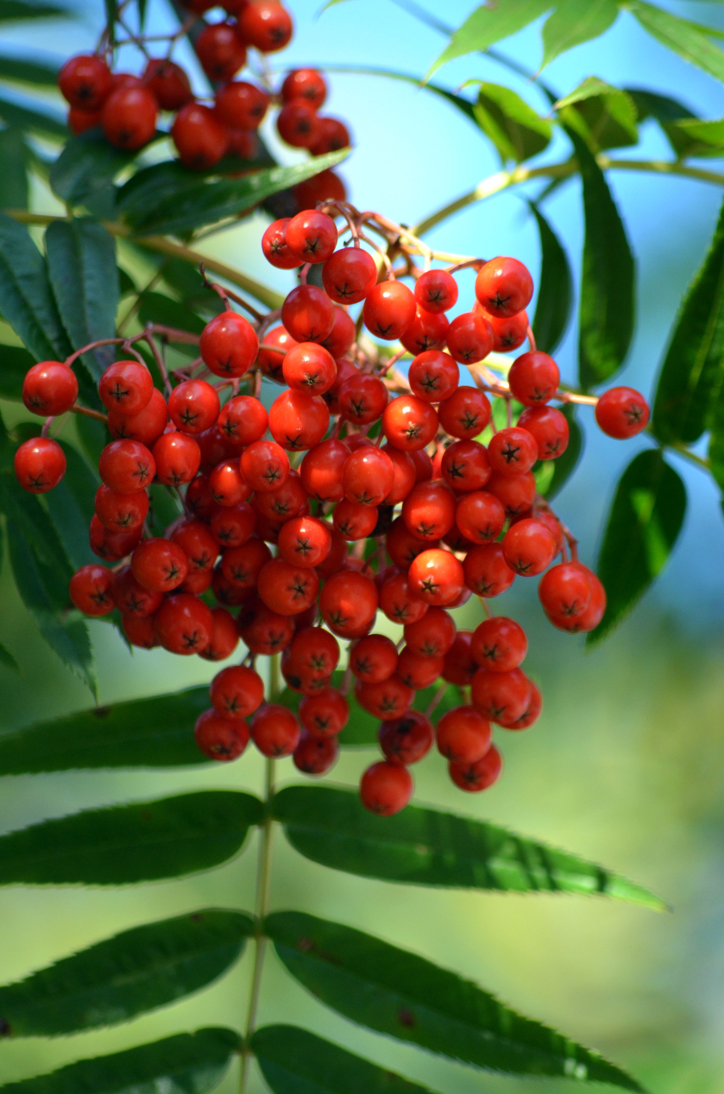 Close-Up Photograph of Red Rowanberries · Free Stock Photo