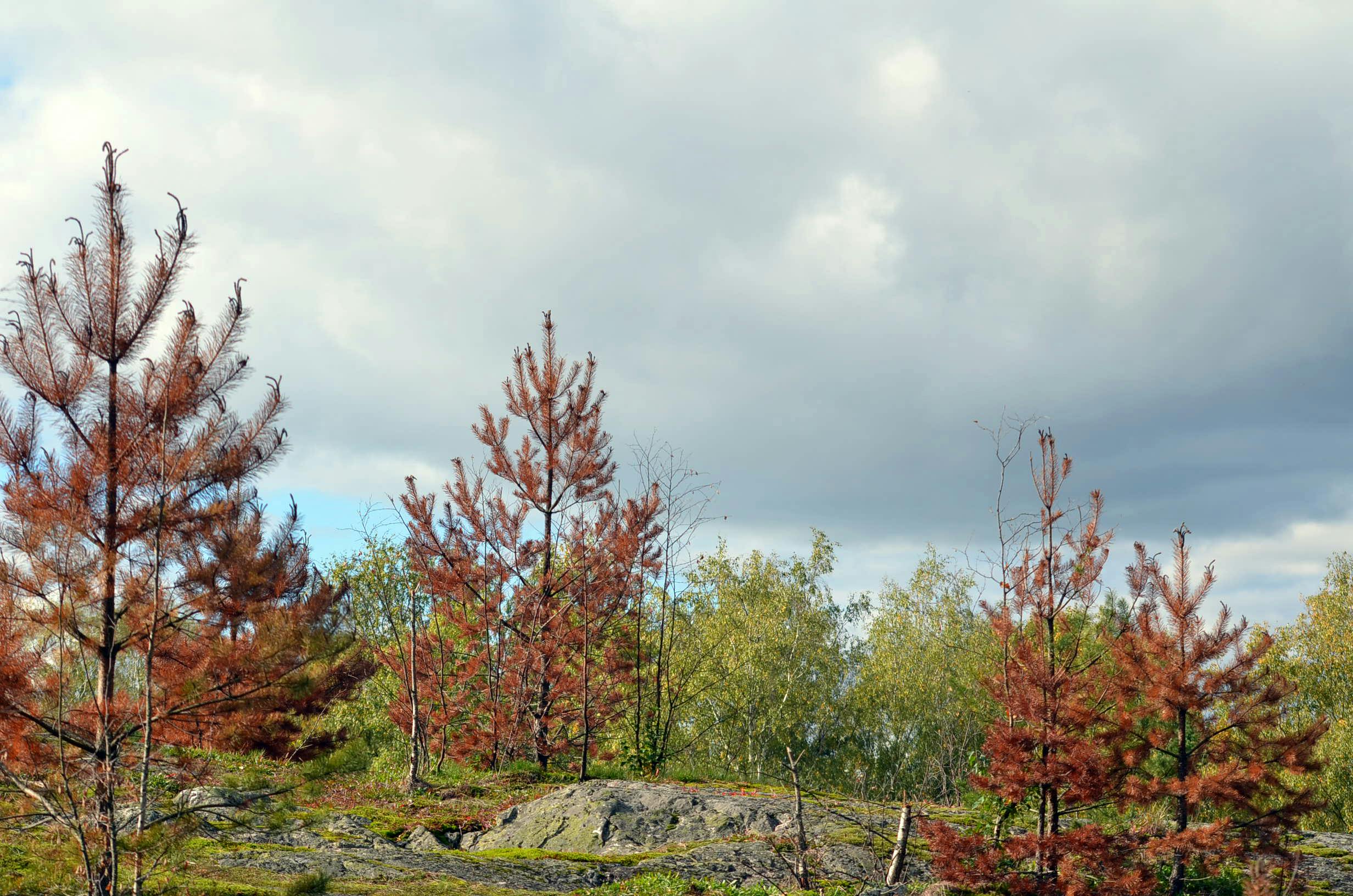 Green and Brown Trees Under White Clouds · Free Stock Photo