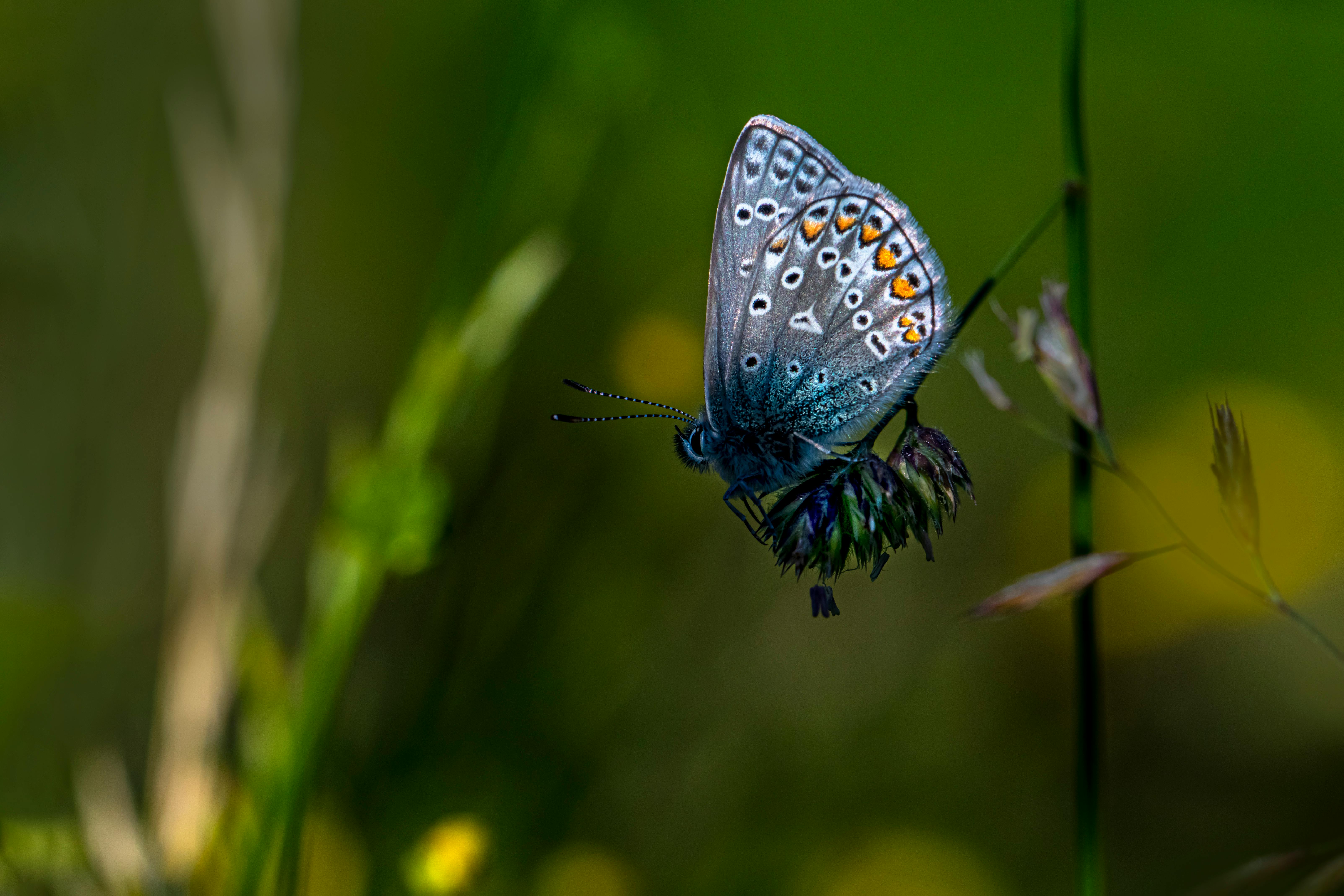 Close-Up Photograph of a Common Blue Butterfly · Free Stock Photo