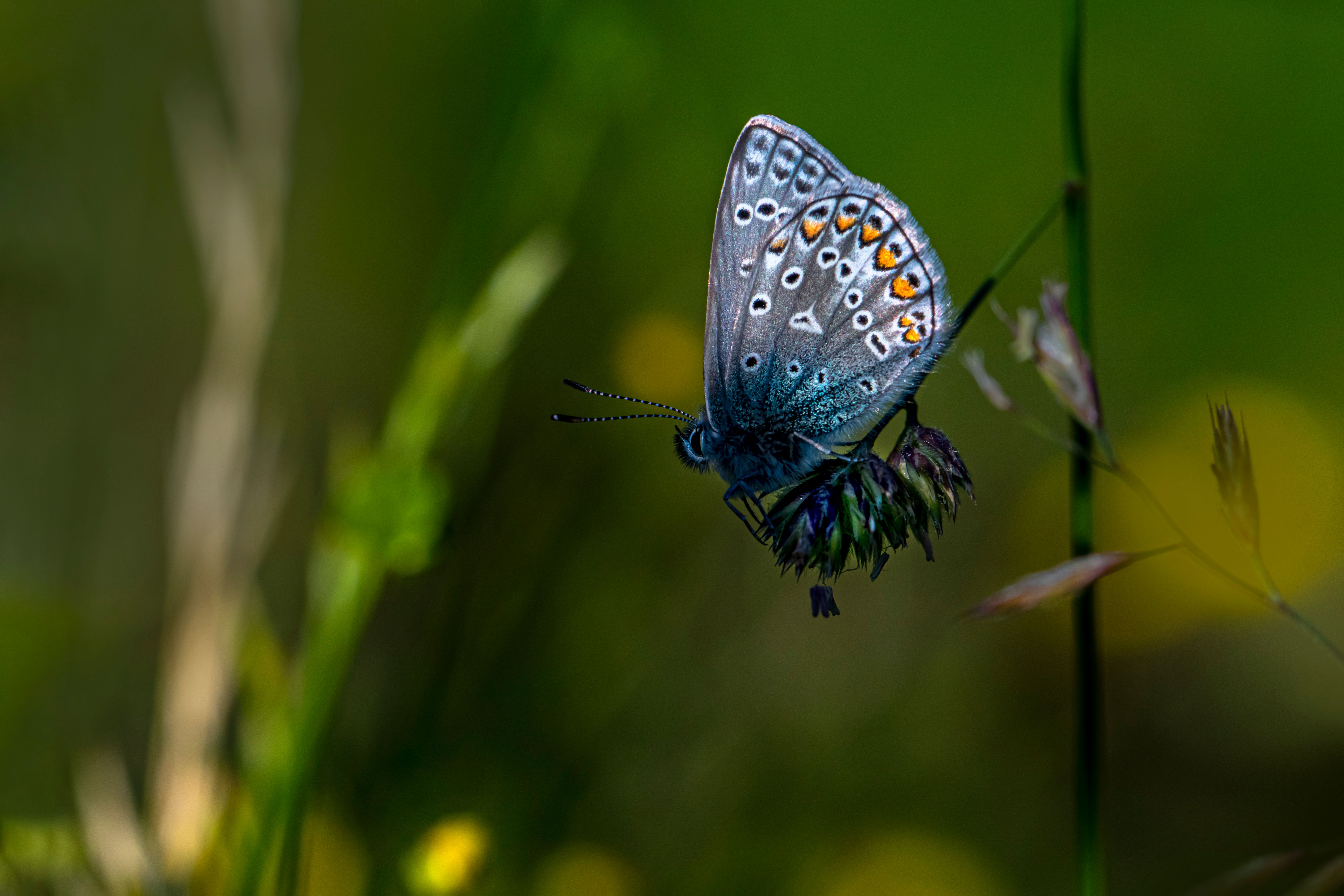 Blue And White Butterfly Perched On Green Leaf In Close Up Photography ...