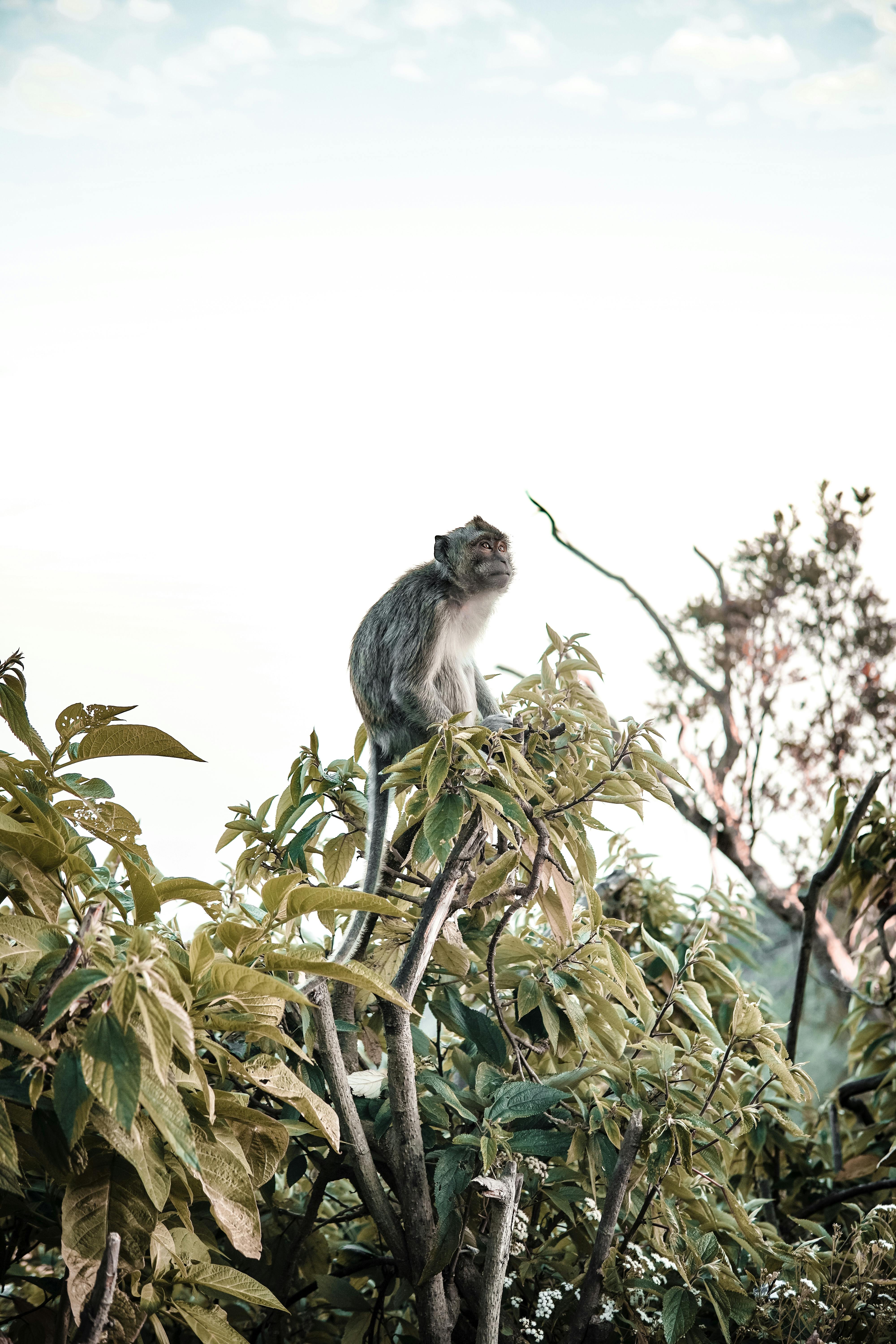 Photo of a Monkey on Top of a Tree · Free Stock Photo