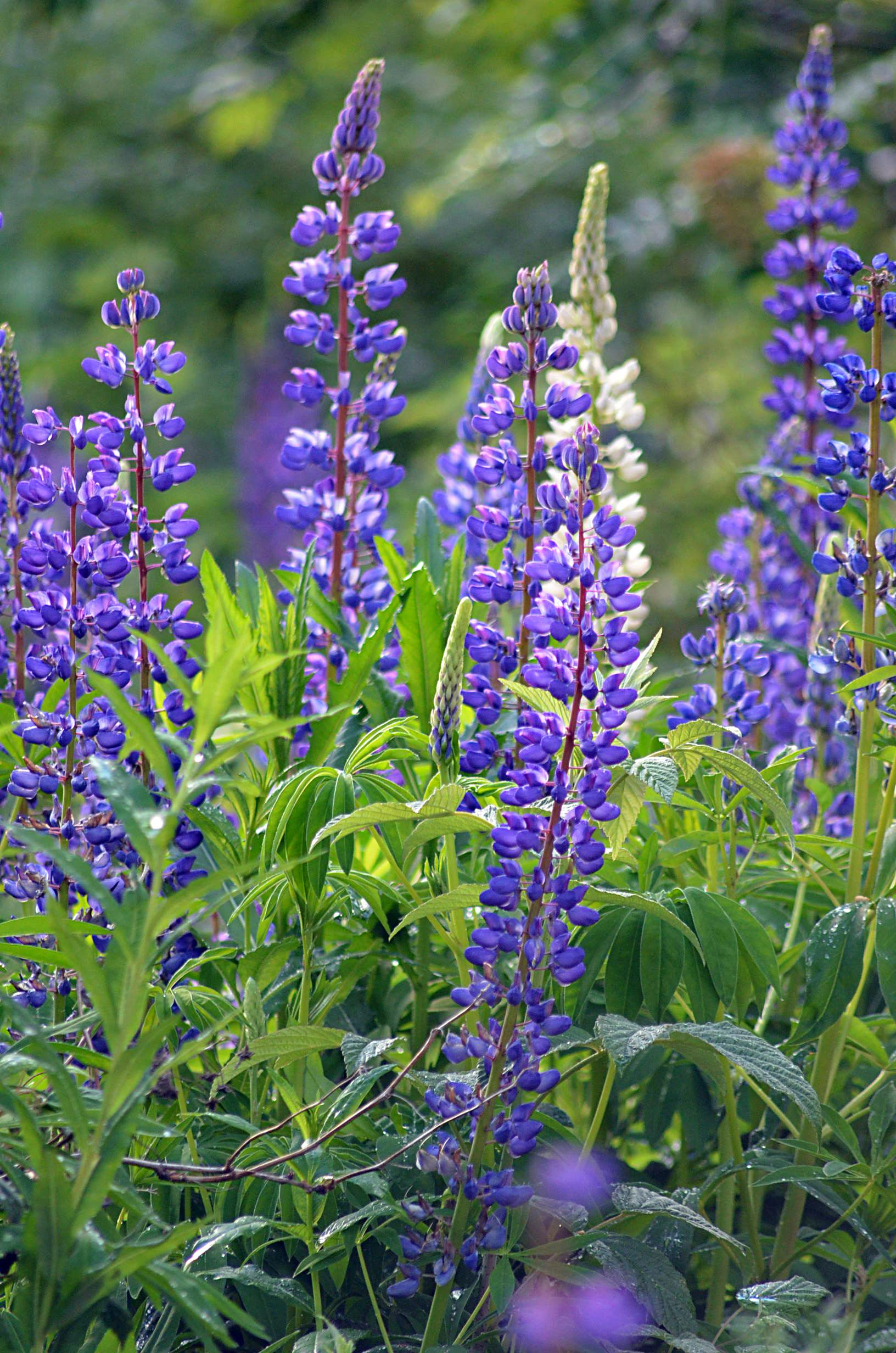 Purple Flower in Close Up Photography · Free Stock Photo