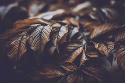 Brown Photos, Download The BEST Free Brown Stock Photos & HD Images