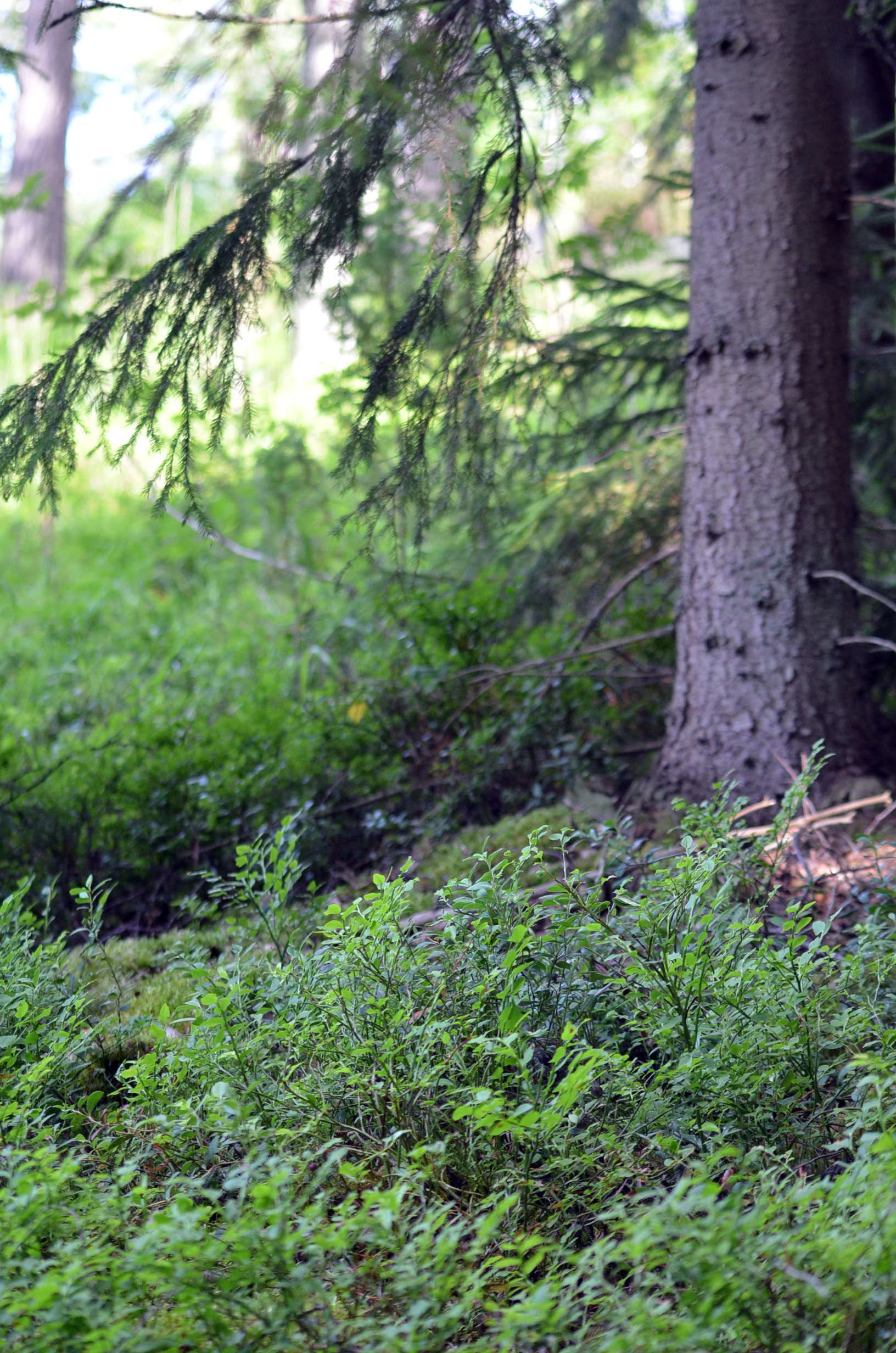 Wild Plants and Trees in the Woods · Free Stock Photo