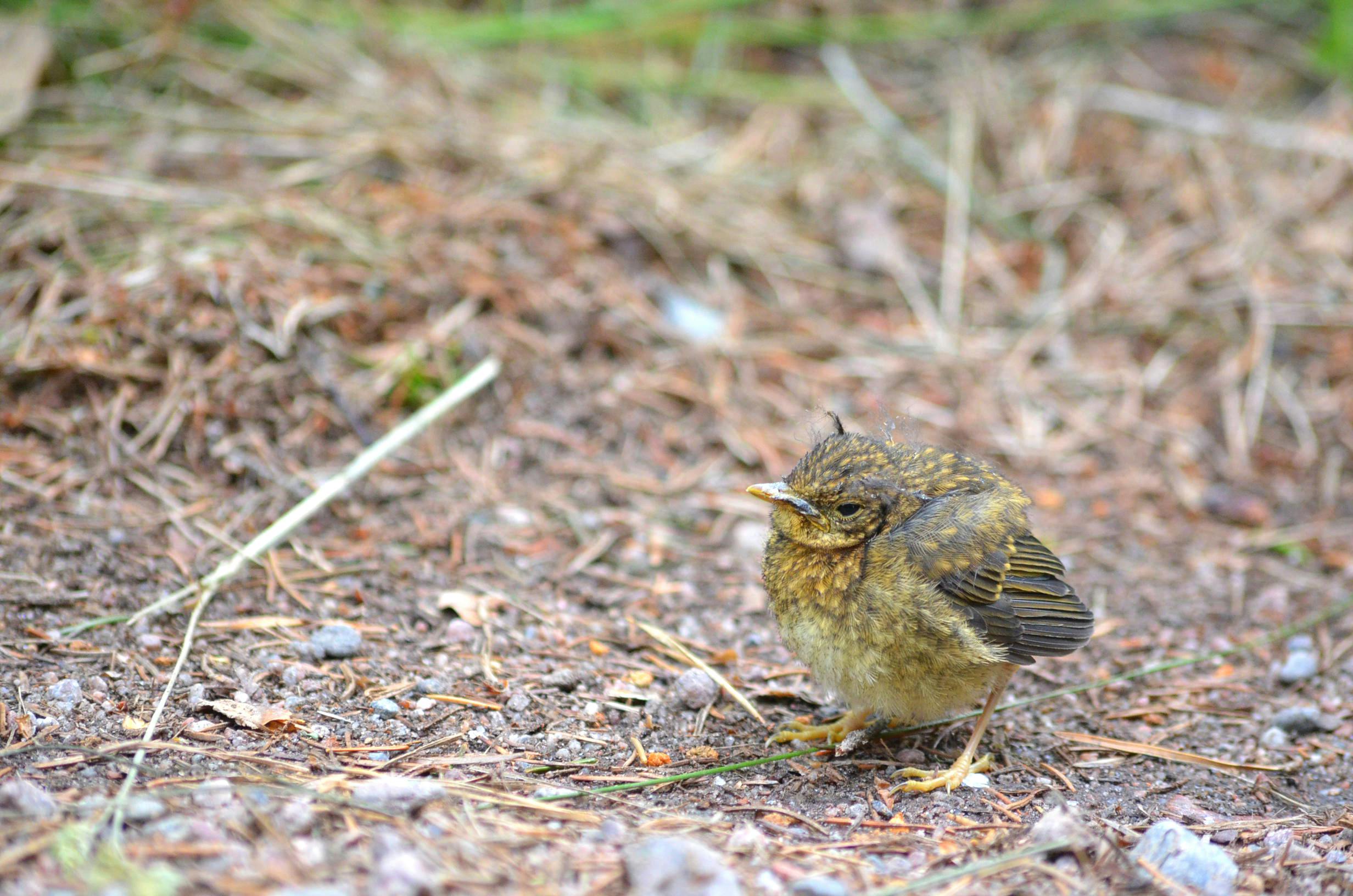 Close Up Photo of Bird on the Ground · Free Stock Photo