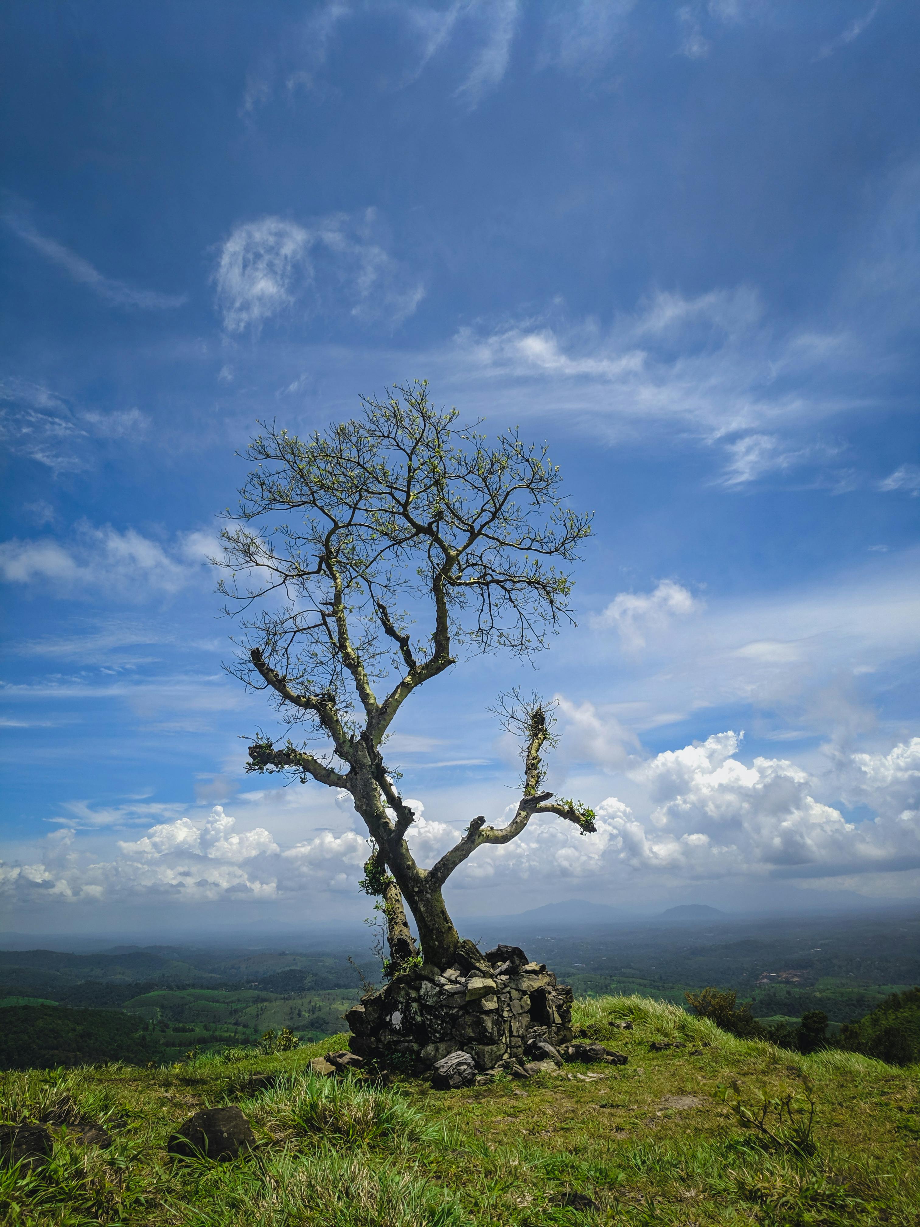 Lonely Tree on a Hill · Free Stock Photo