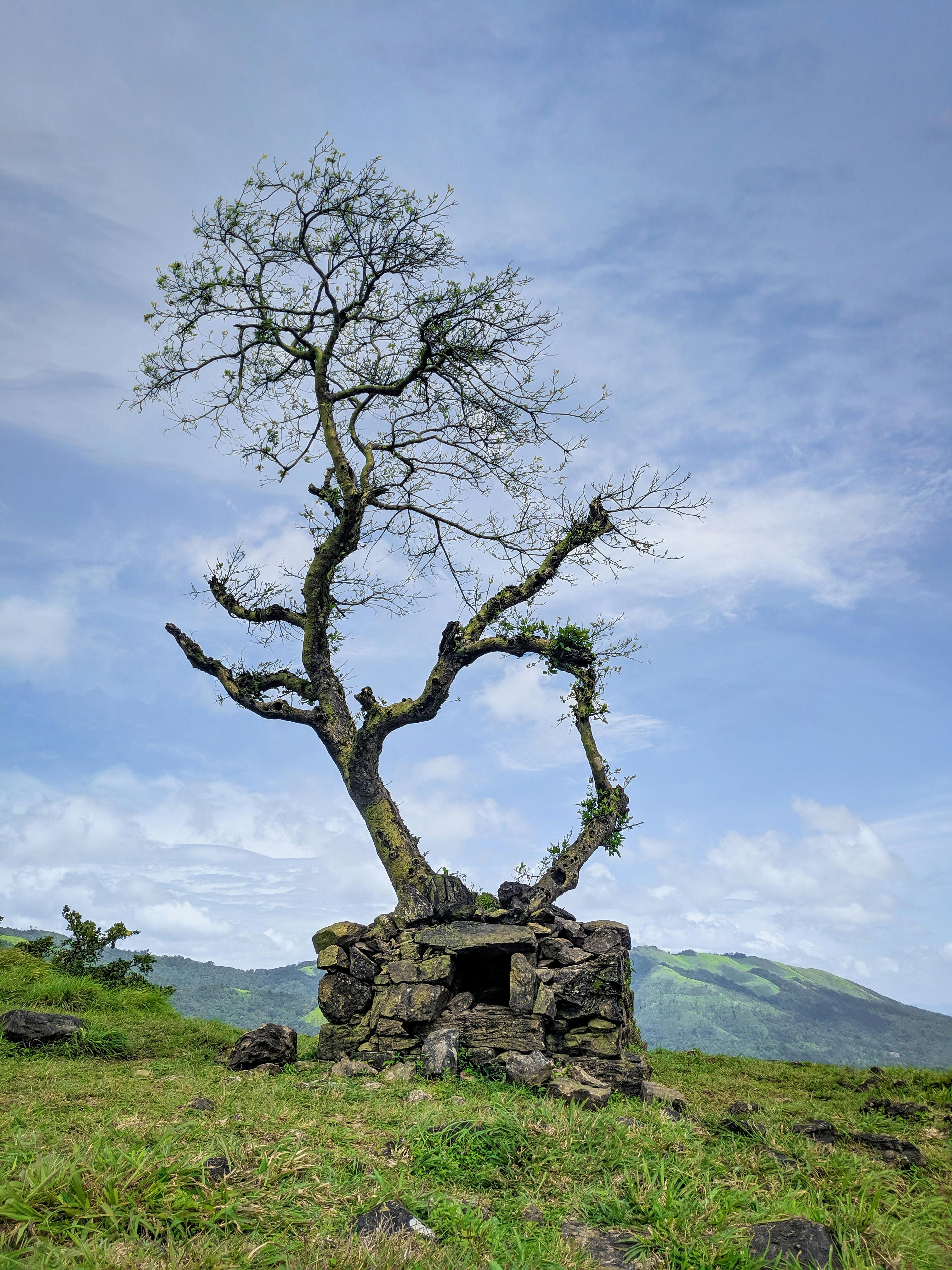 A Tree on a Rocks · Free Stock Photo