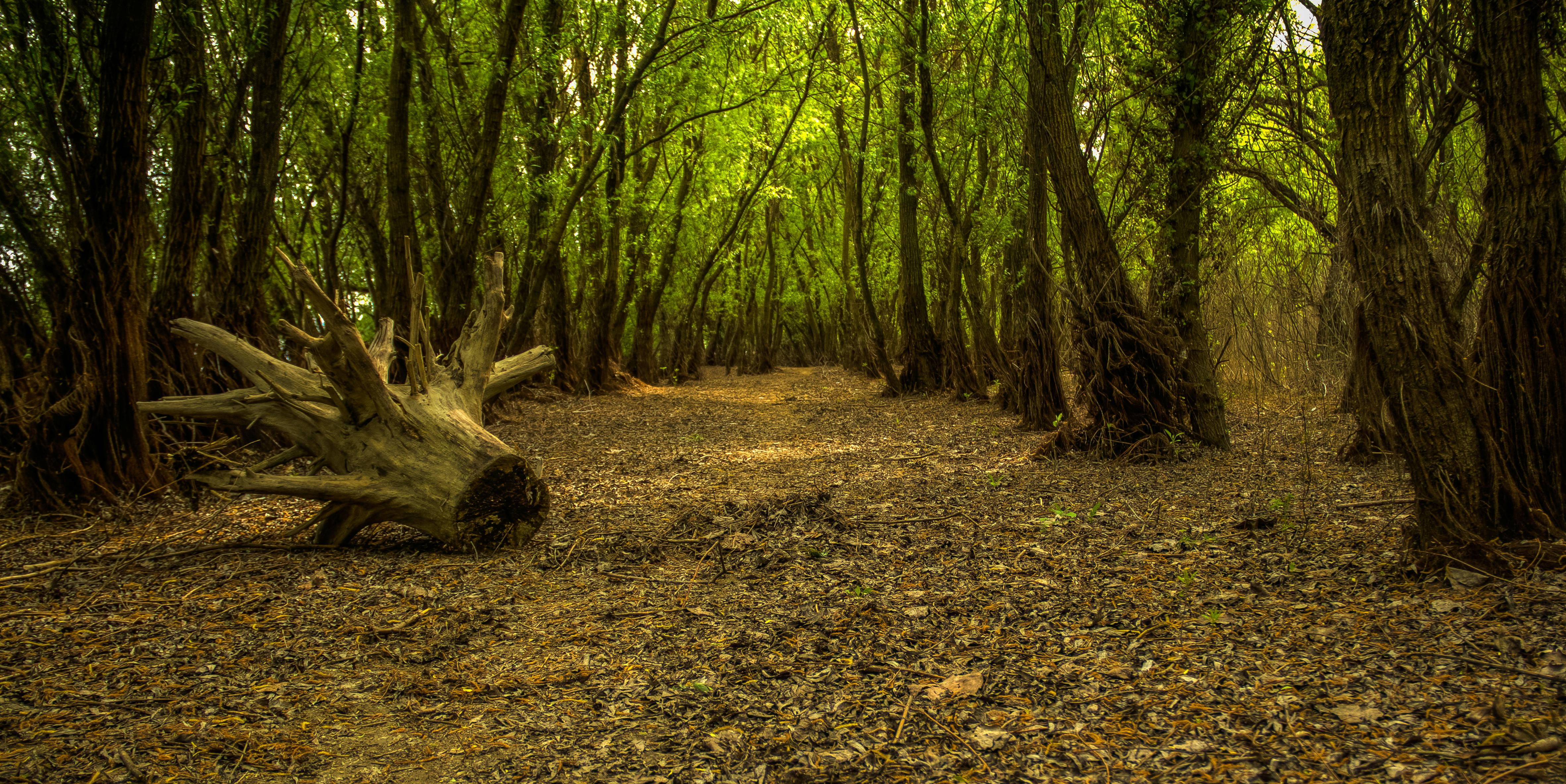 Free stock photo of background, dramatic, forest