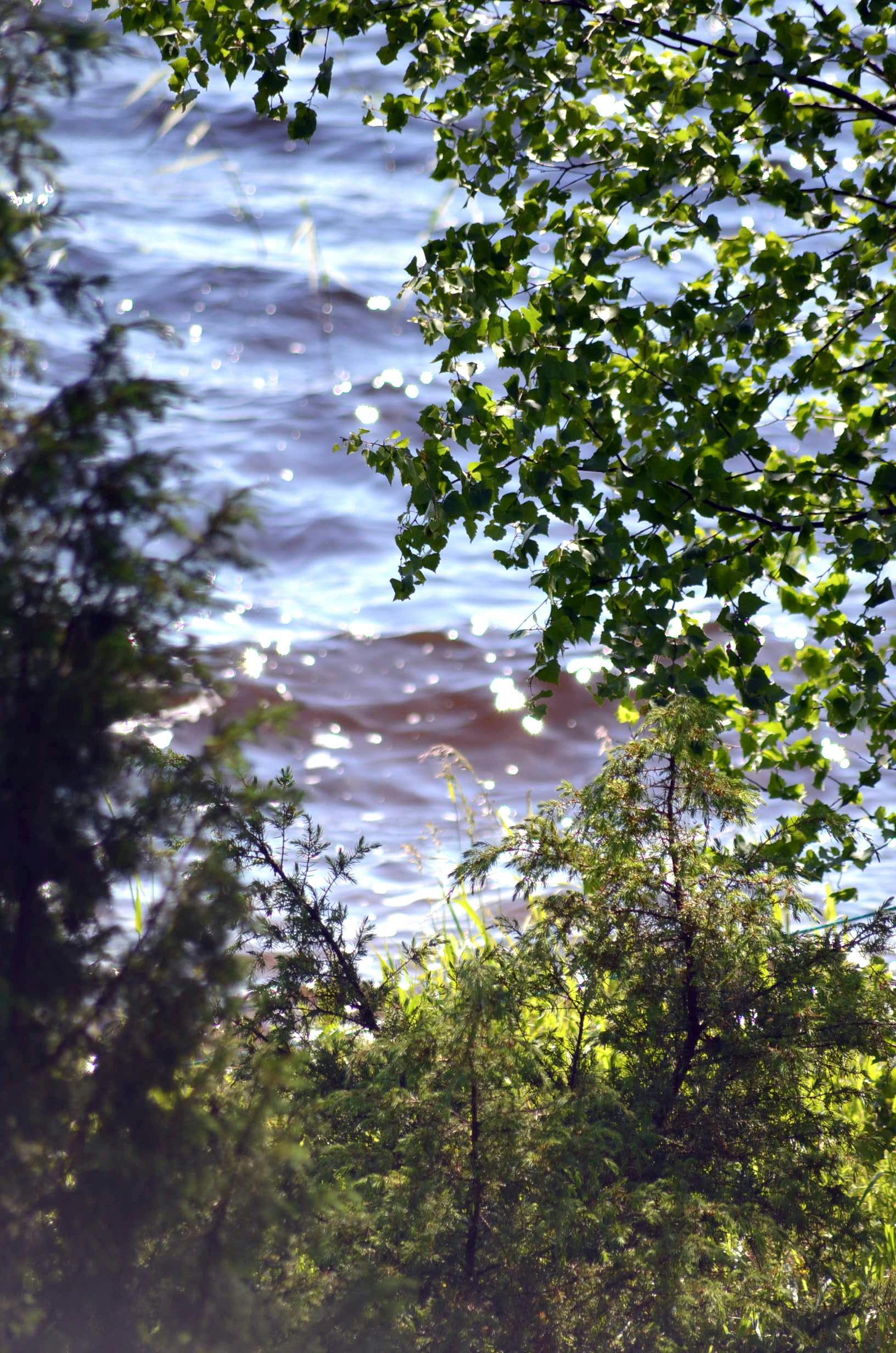 Forest 2mb Photos, Download The BEST Free Forest 2mb Stock Photos & HD ...