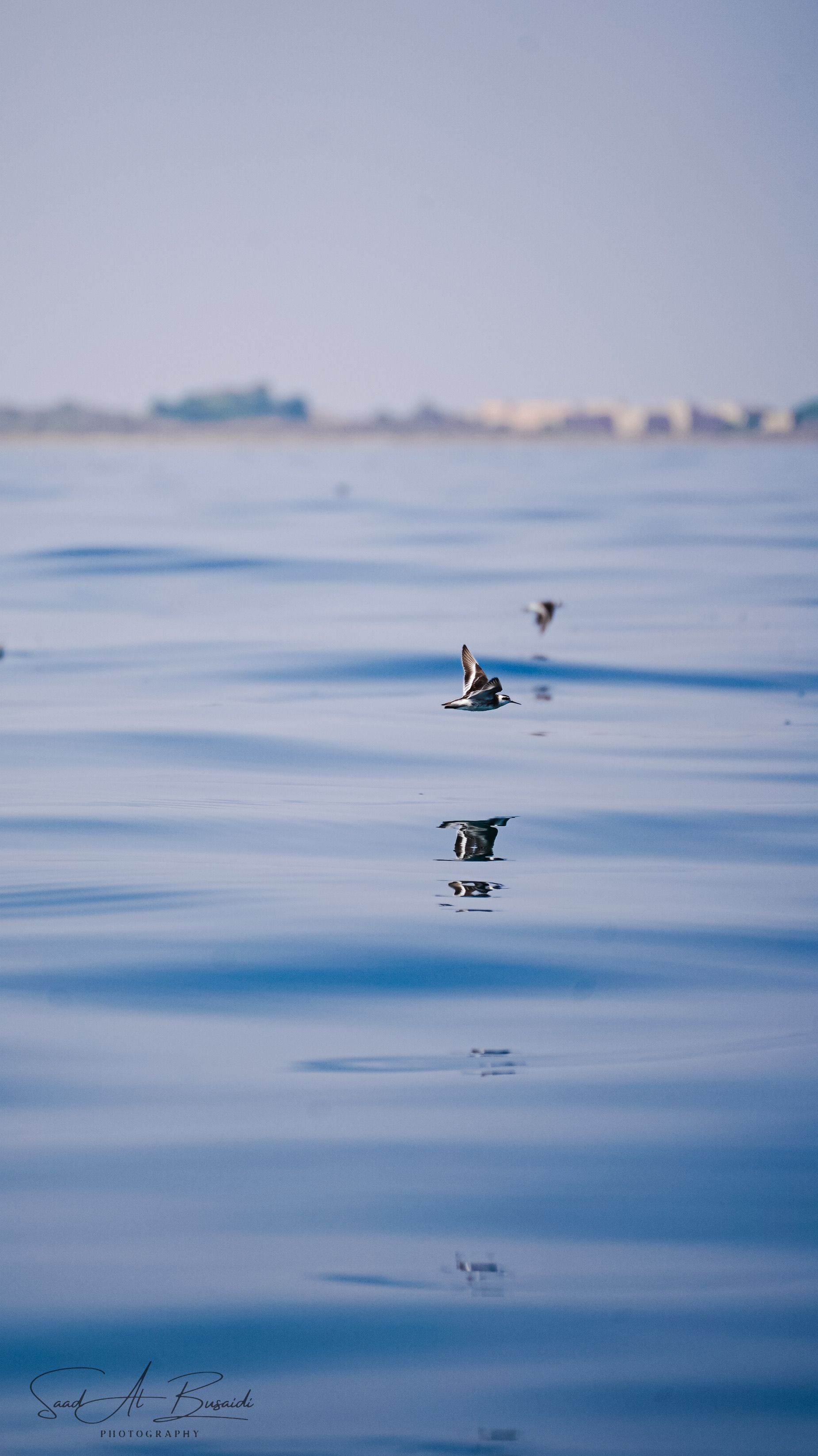 Birds Flying over Water · Free Stock Photo