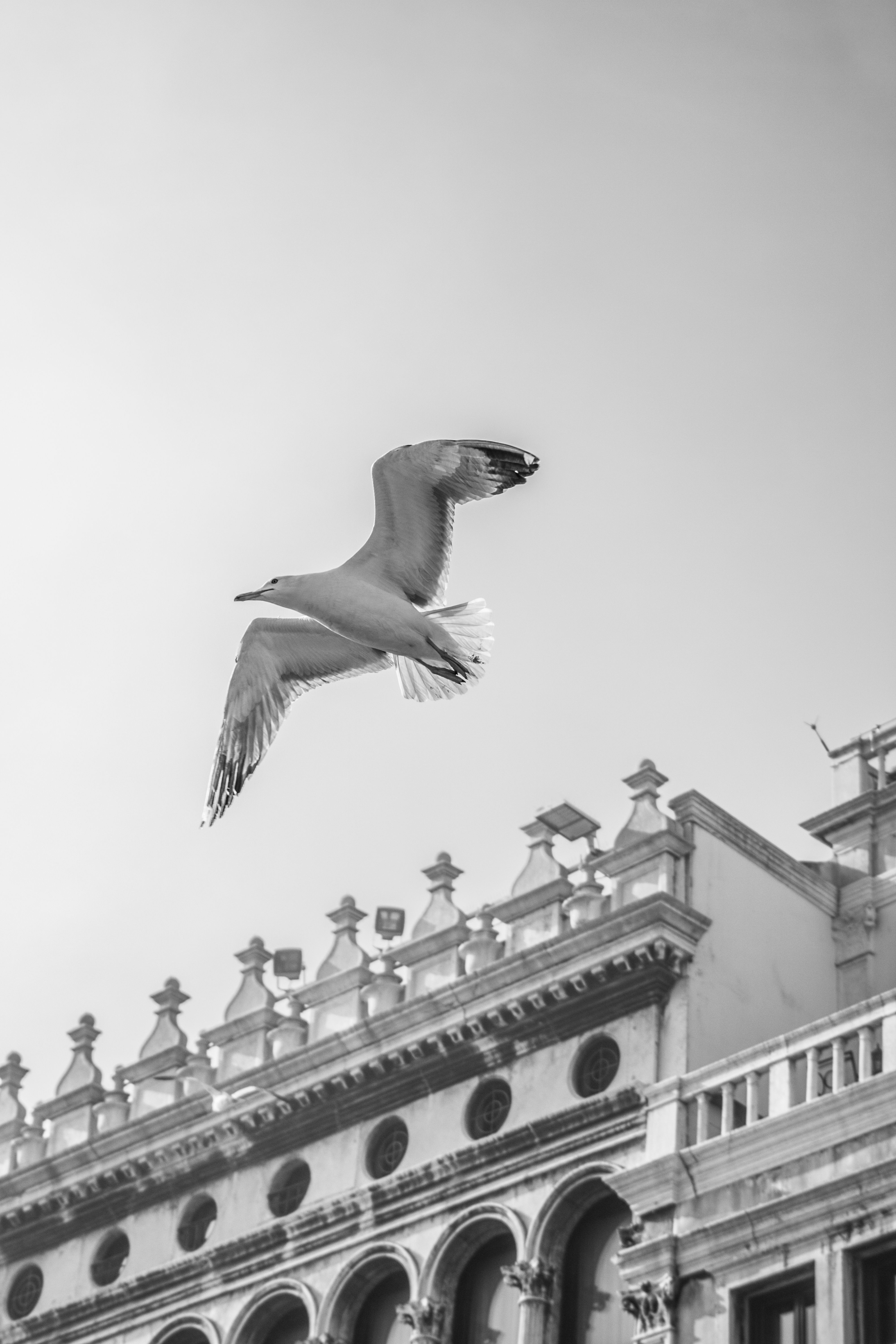 Grayscale Photo of a Flying Bird · Free Stock Photo