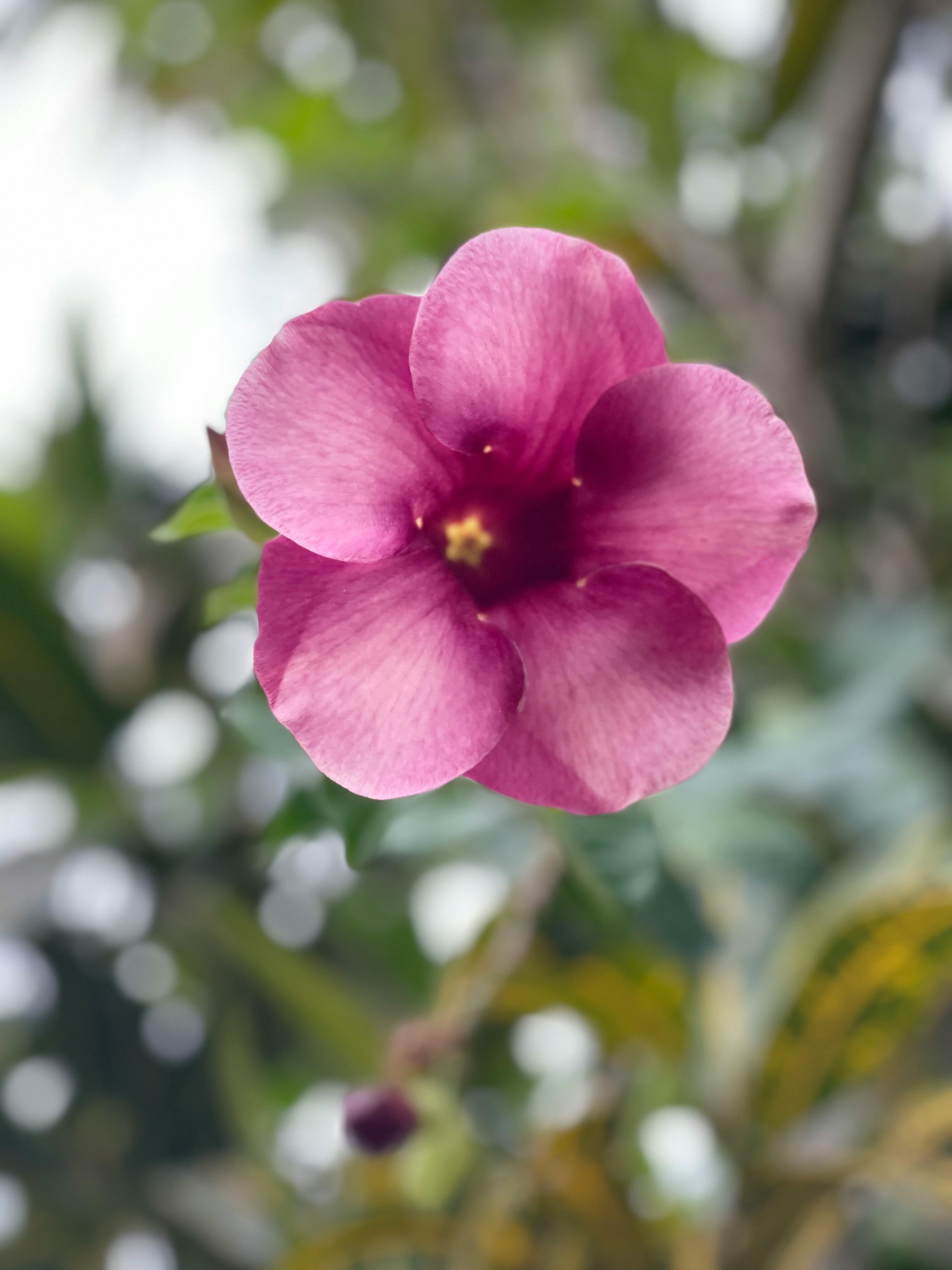 Beautiful Pink Flower in Tilt Shift Lens · Free Stock Photo