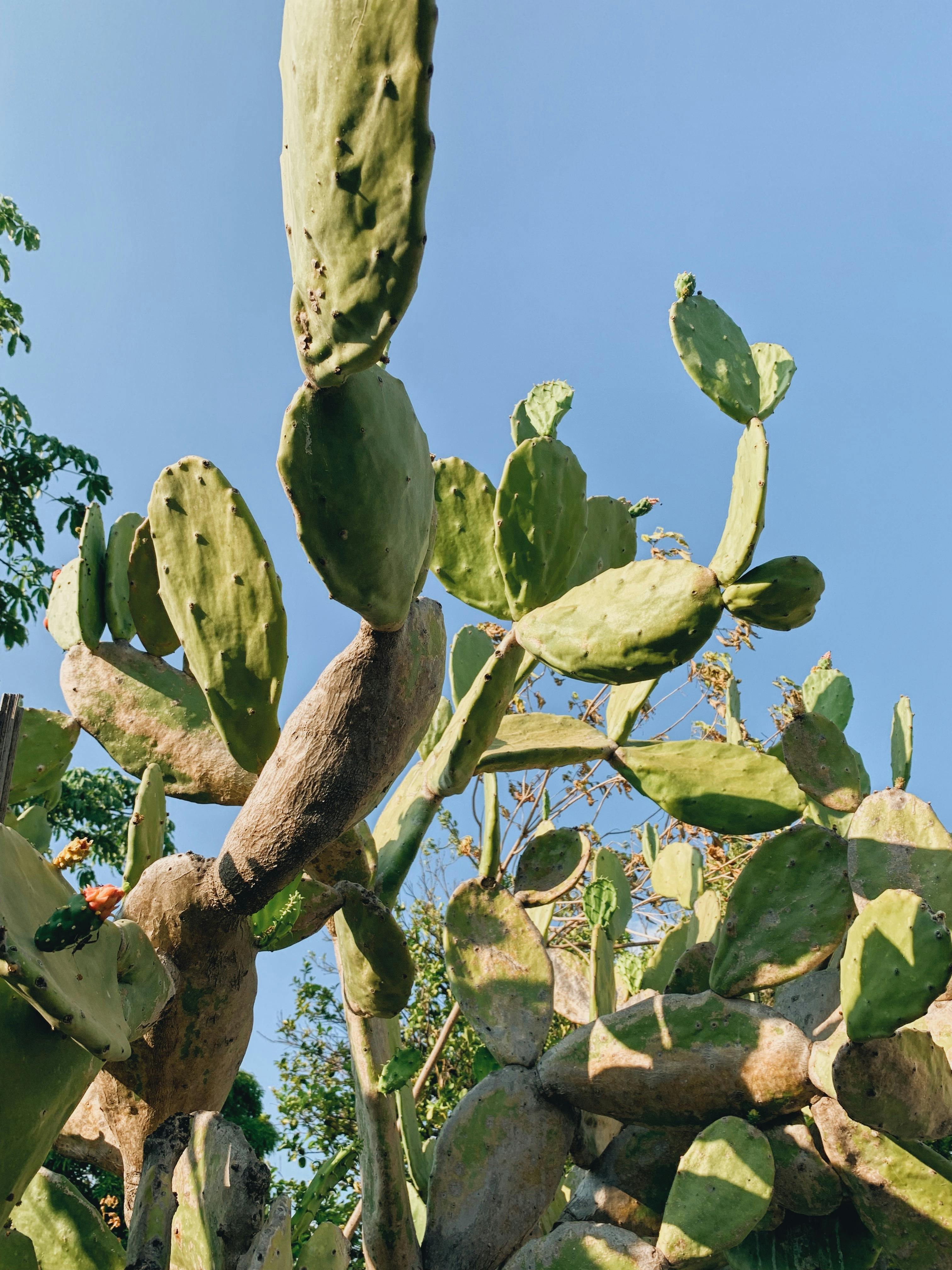 Foto de stock gratuita sobre botánica, cactus, con espinas, planta ...