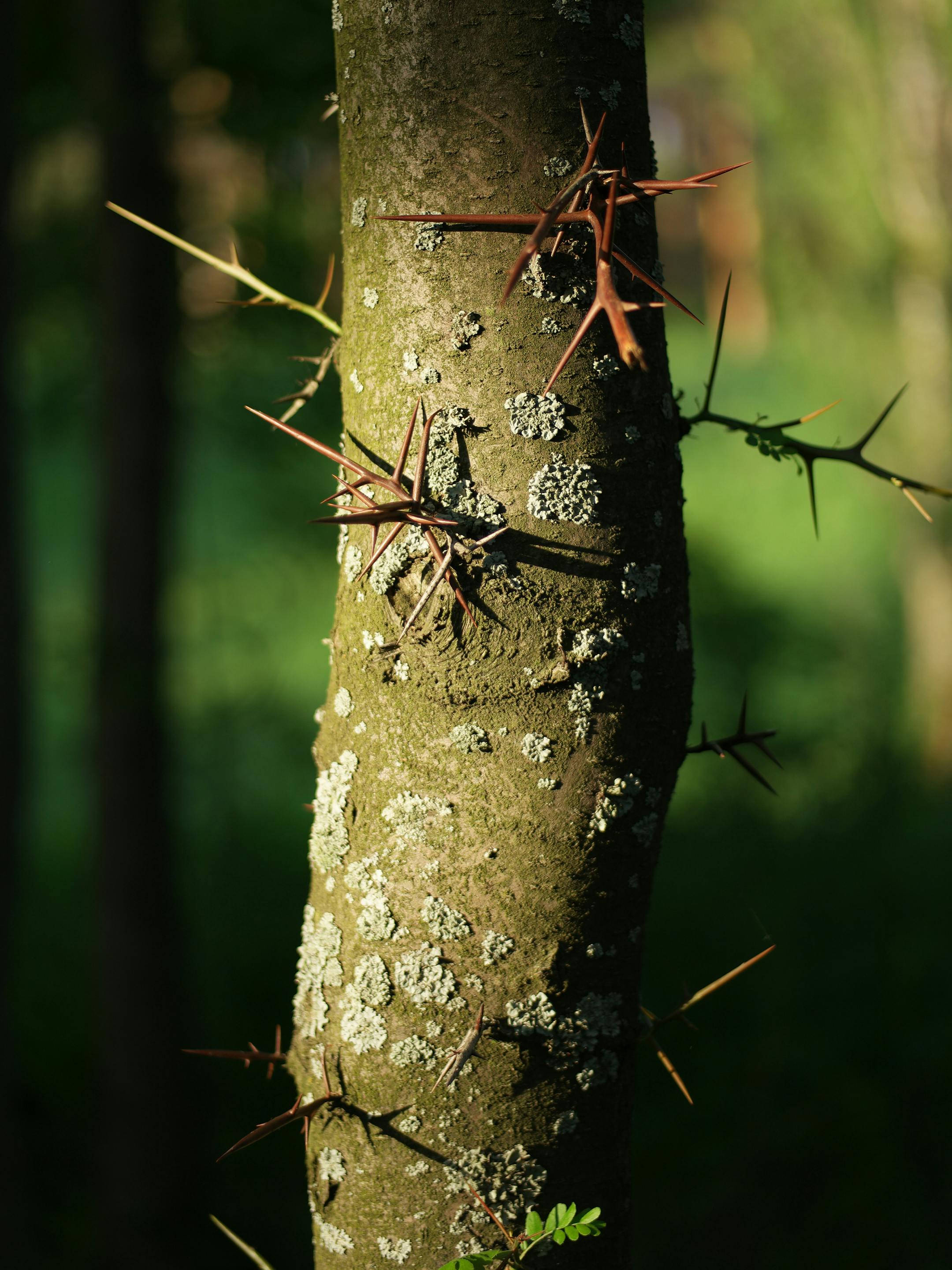 A tree with sharp spikes · Free Stock Photo