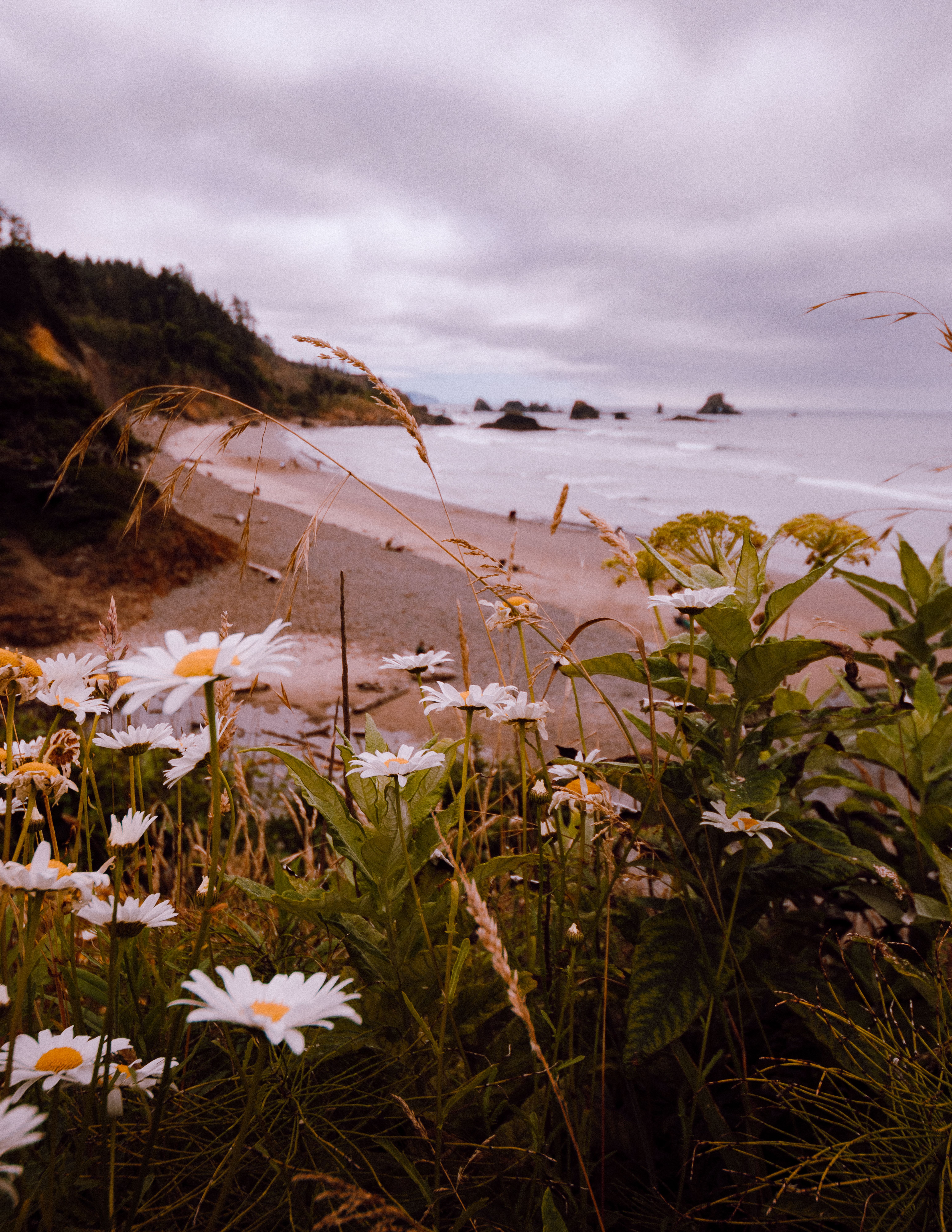 Wildflowers Growing on Sand Beach · Free Stock Photo