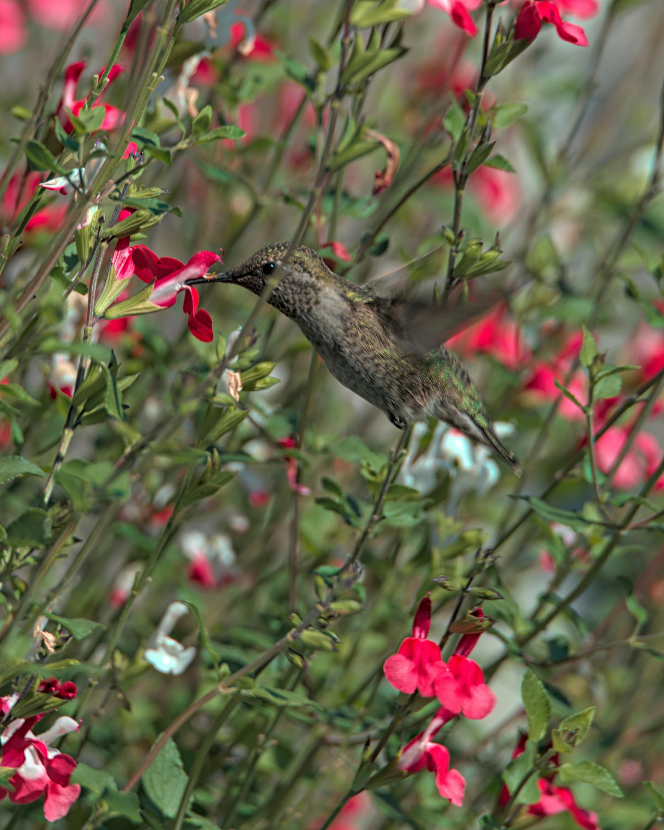 Hummingbird And Flowers Photos, Download The BEST Free Hummingbird And ...