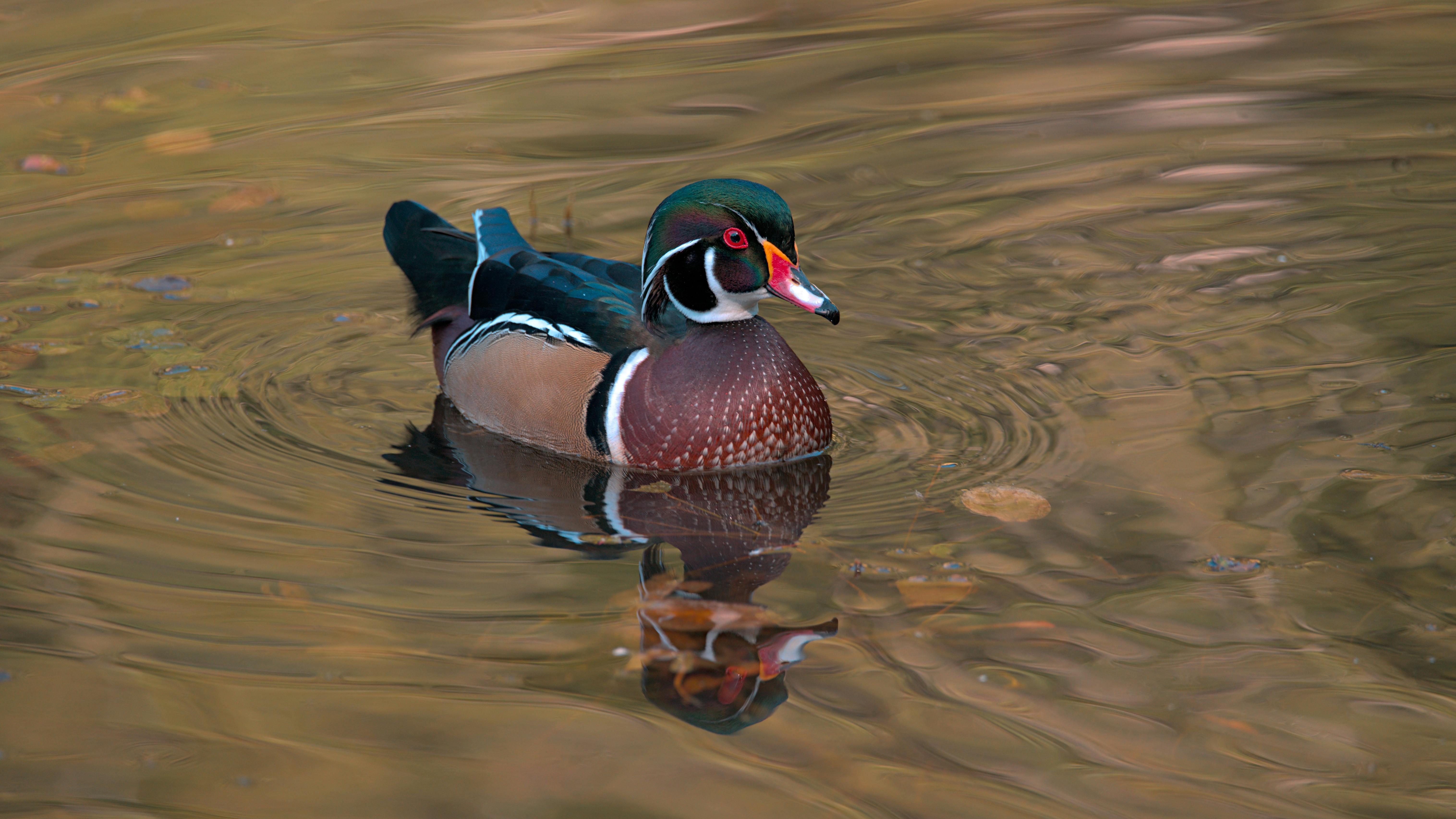 Wood Duck Wallpaper