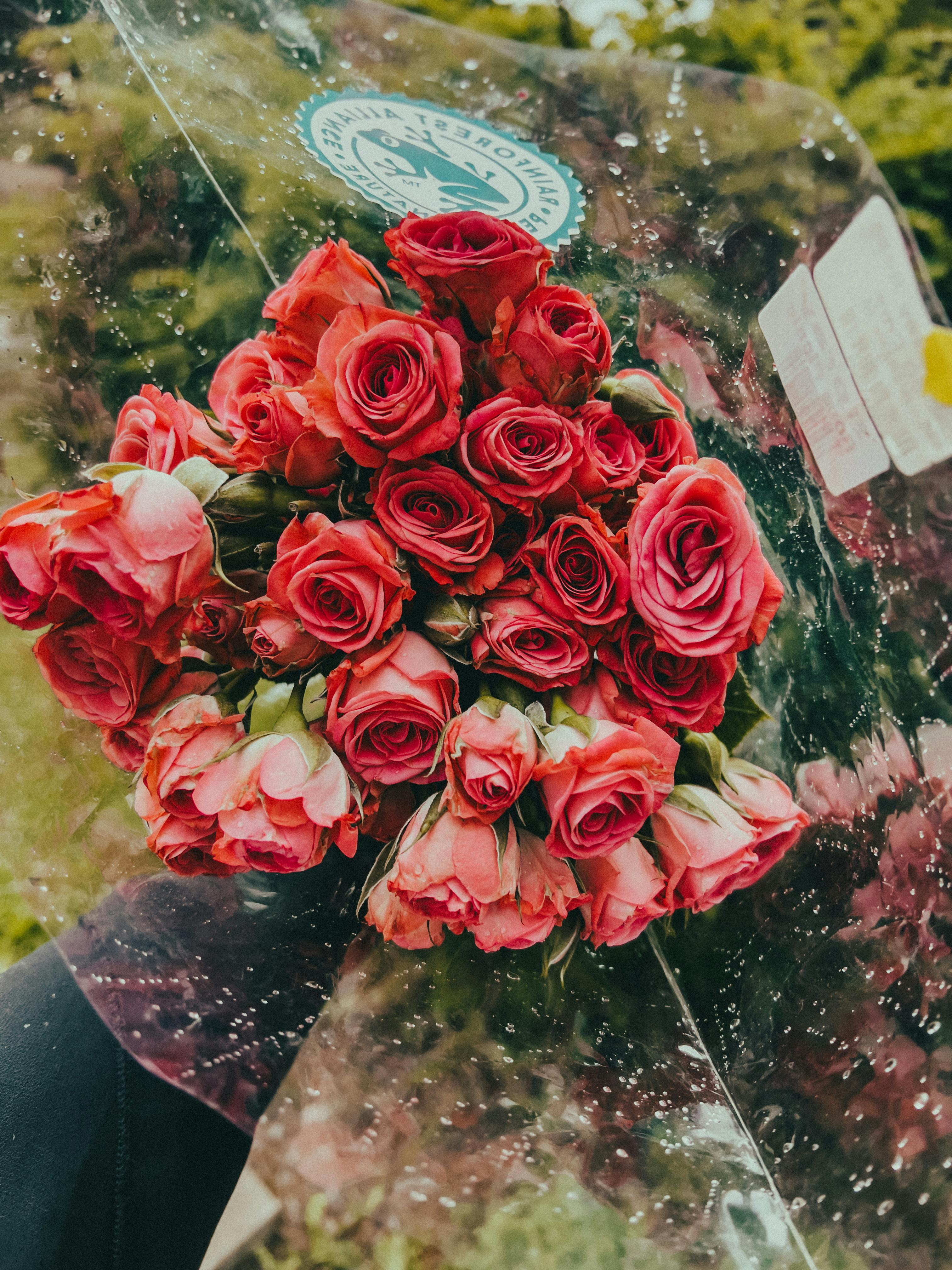 Bouquet of Roses Wrapped in Wet Plastic Wrappers · Free Stock Photo