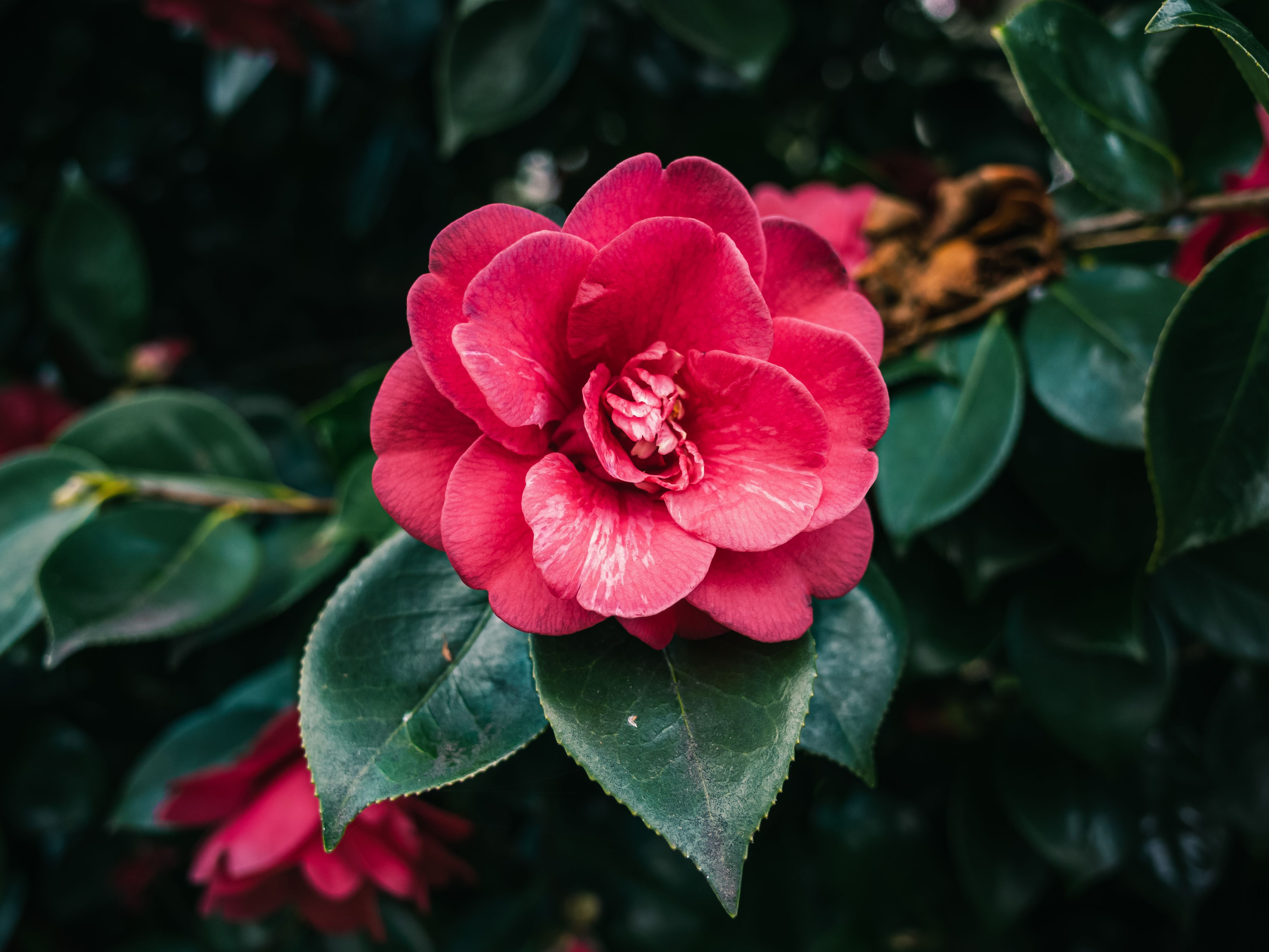 Photo of Blooming Camellia Flowers · Free Stock Photo