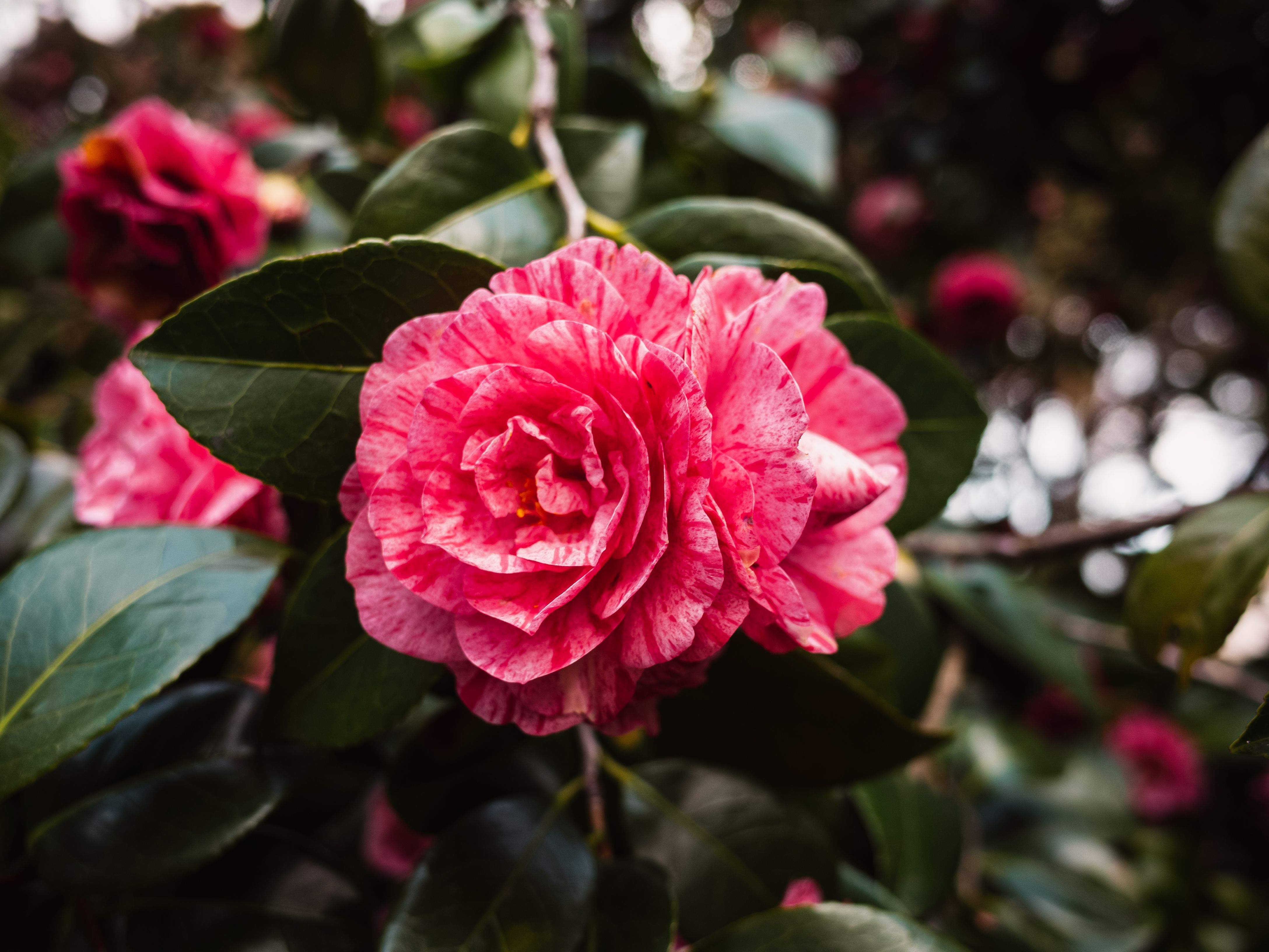 A Pink Camellia Flower in Close-Up Photography · Free Stock Photo