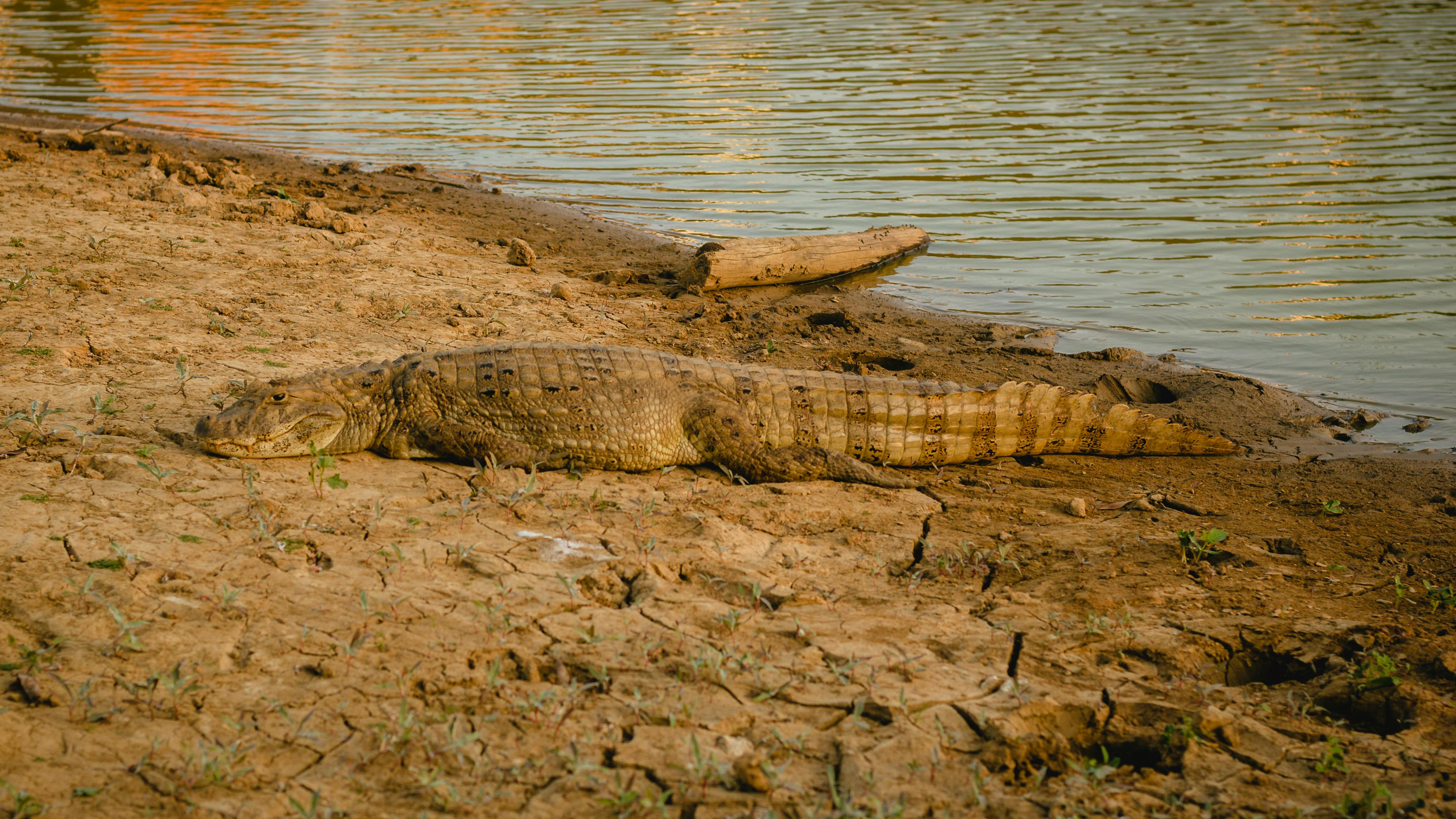 Crocodilia Lying on the Beach · Free Stock Photo