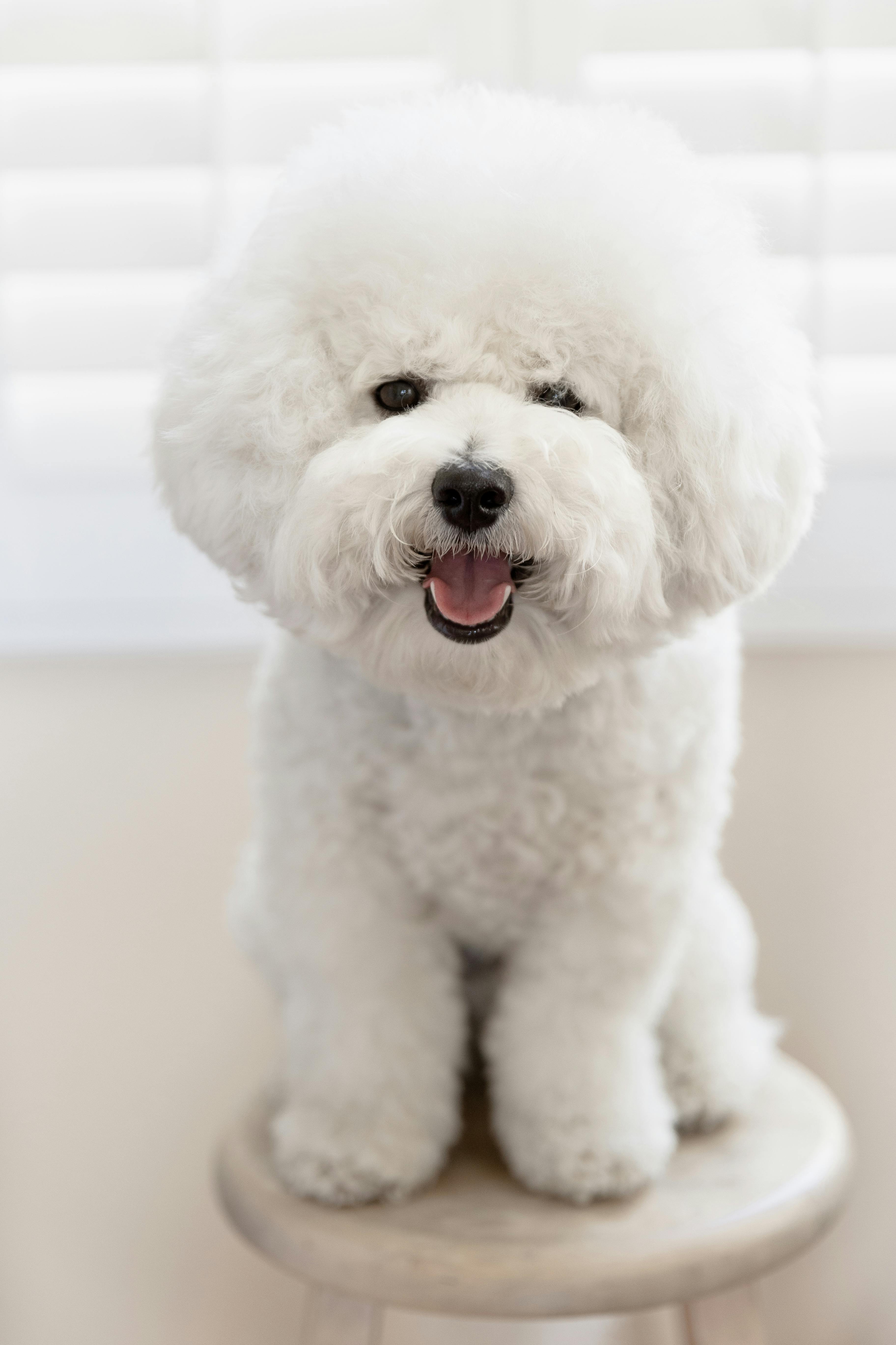 Adorable Bichon Frise Standing on Tree Log · Free Stock Photo