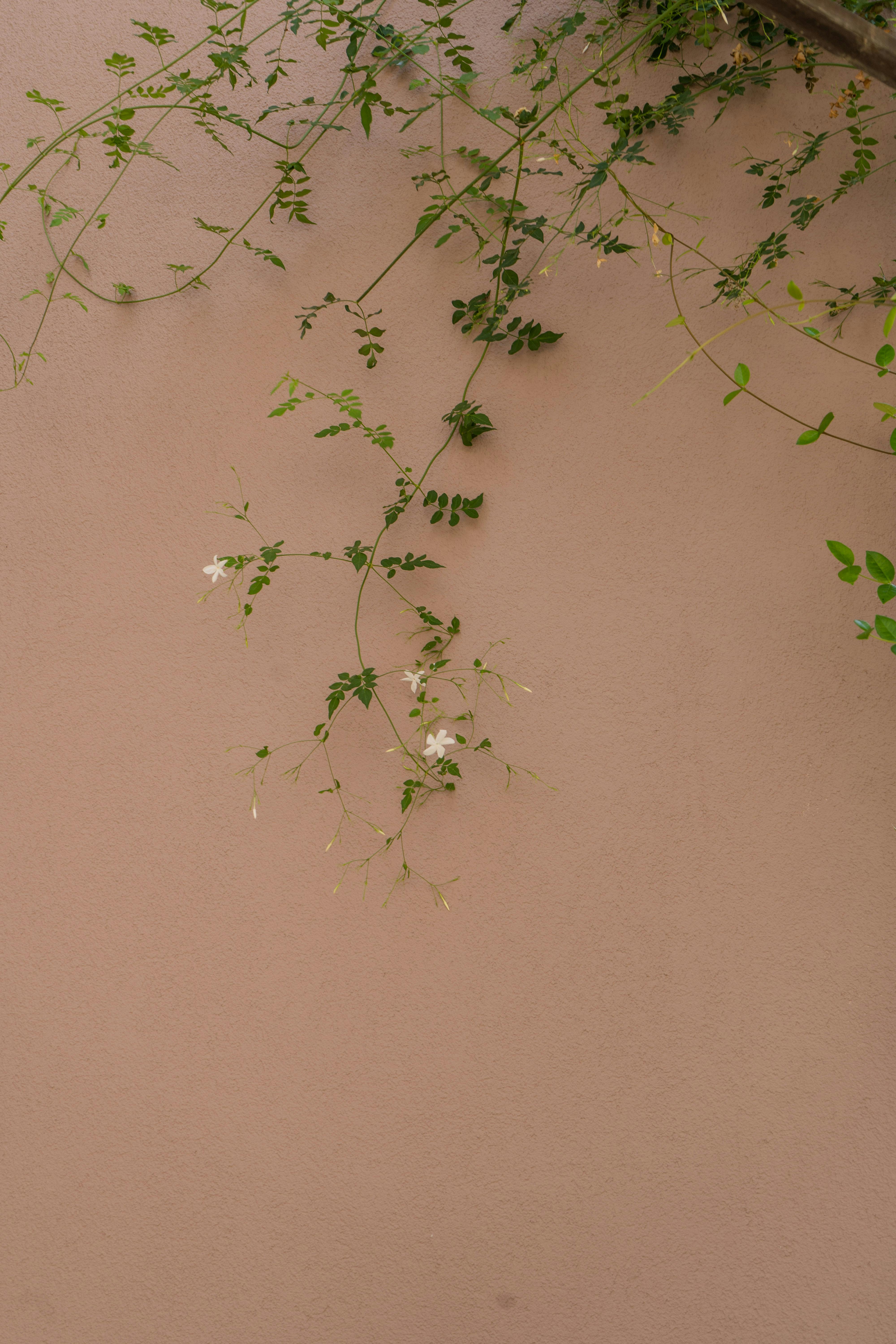 Side Wall Background Photos, Download The BEST Free Side Wall ...