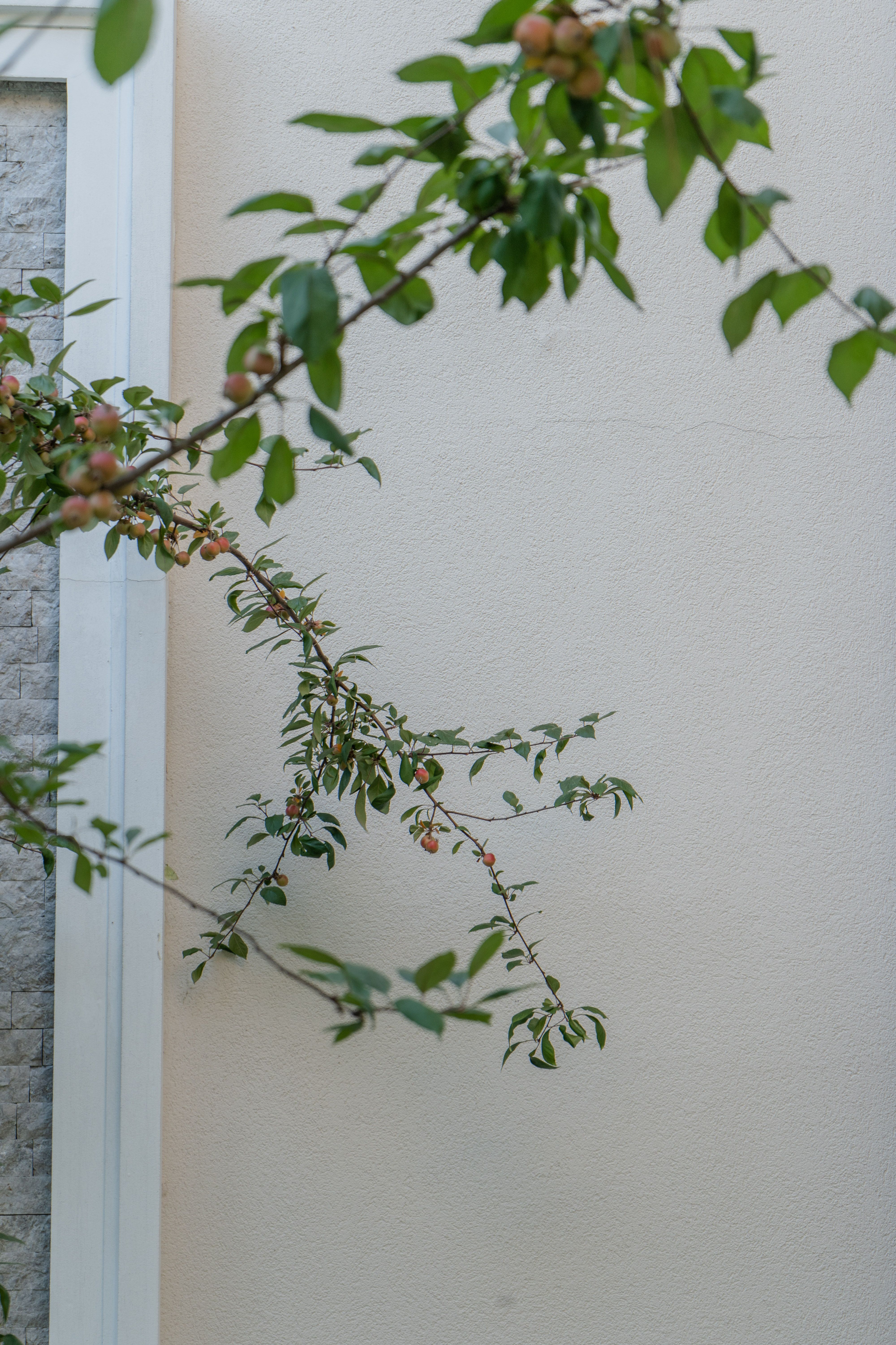 Side Branch Photos, Download The BEST Free Side Branch Stock Photos ...