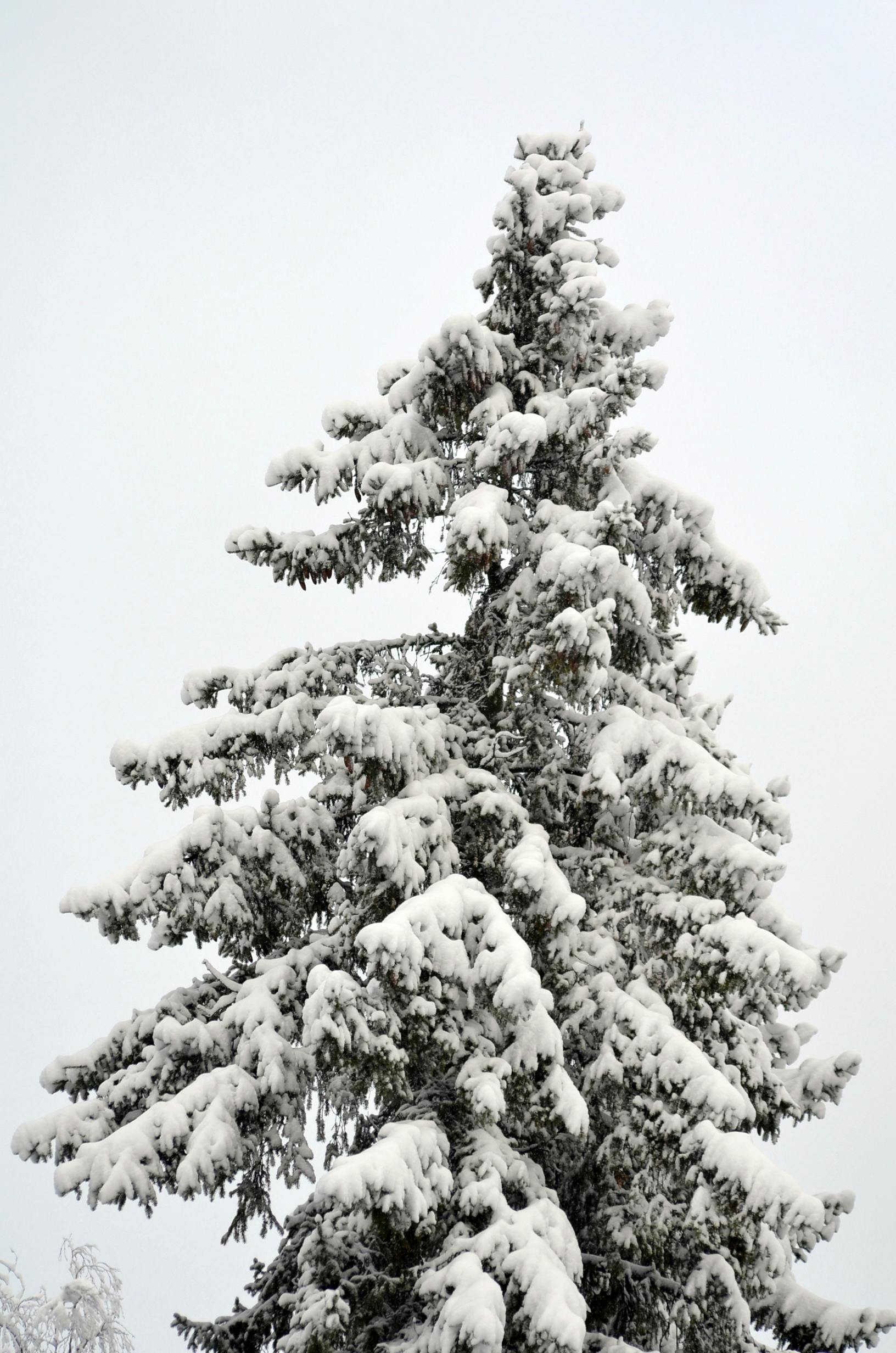 Snow Covered Pine Tree · Free Stock Photo