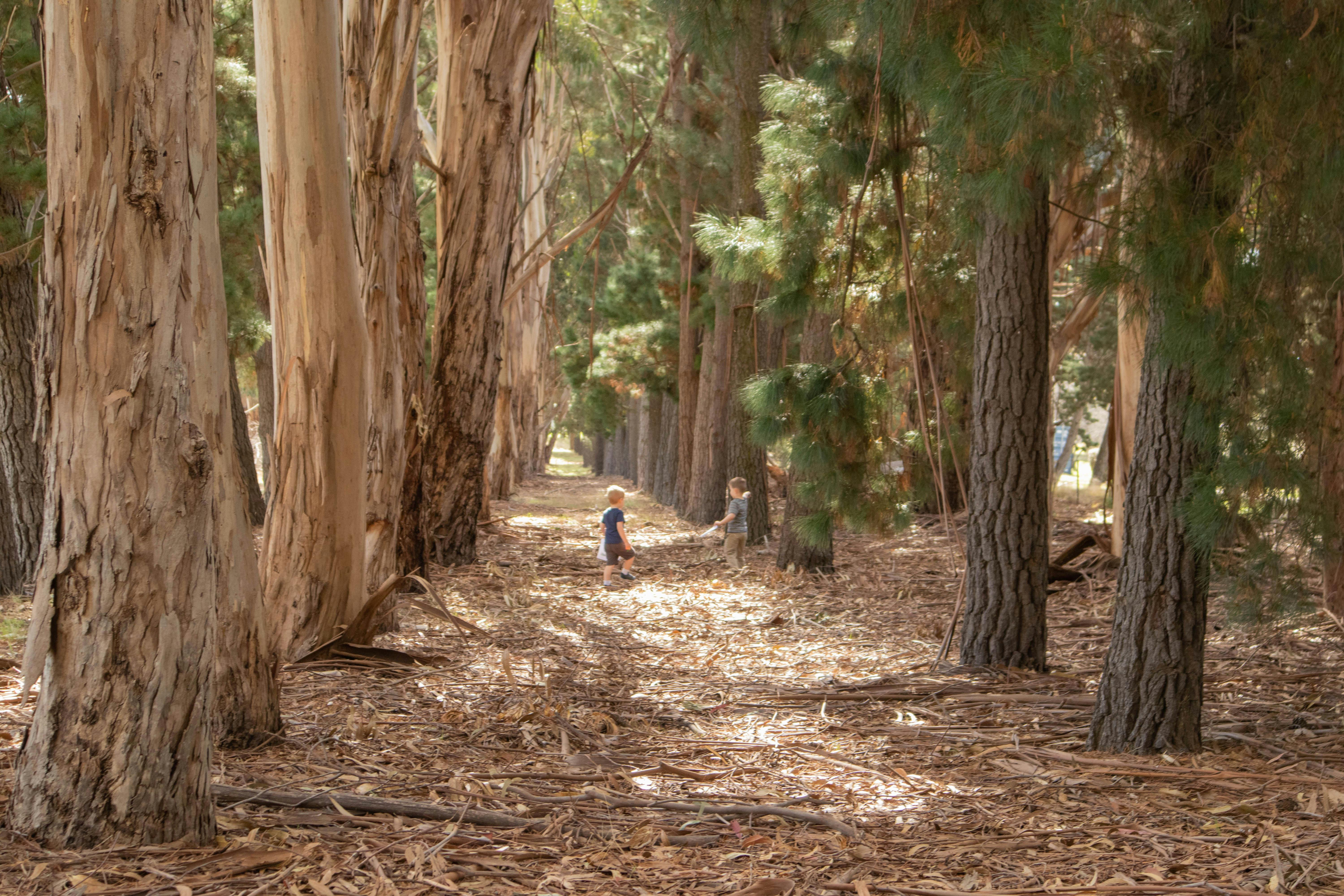 Children Playing in Forest · Free Stock Photo