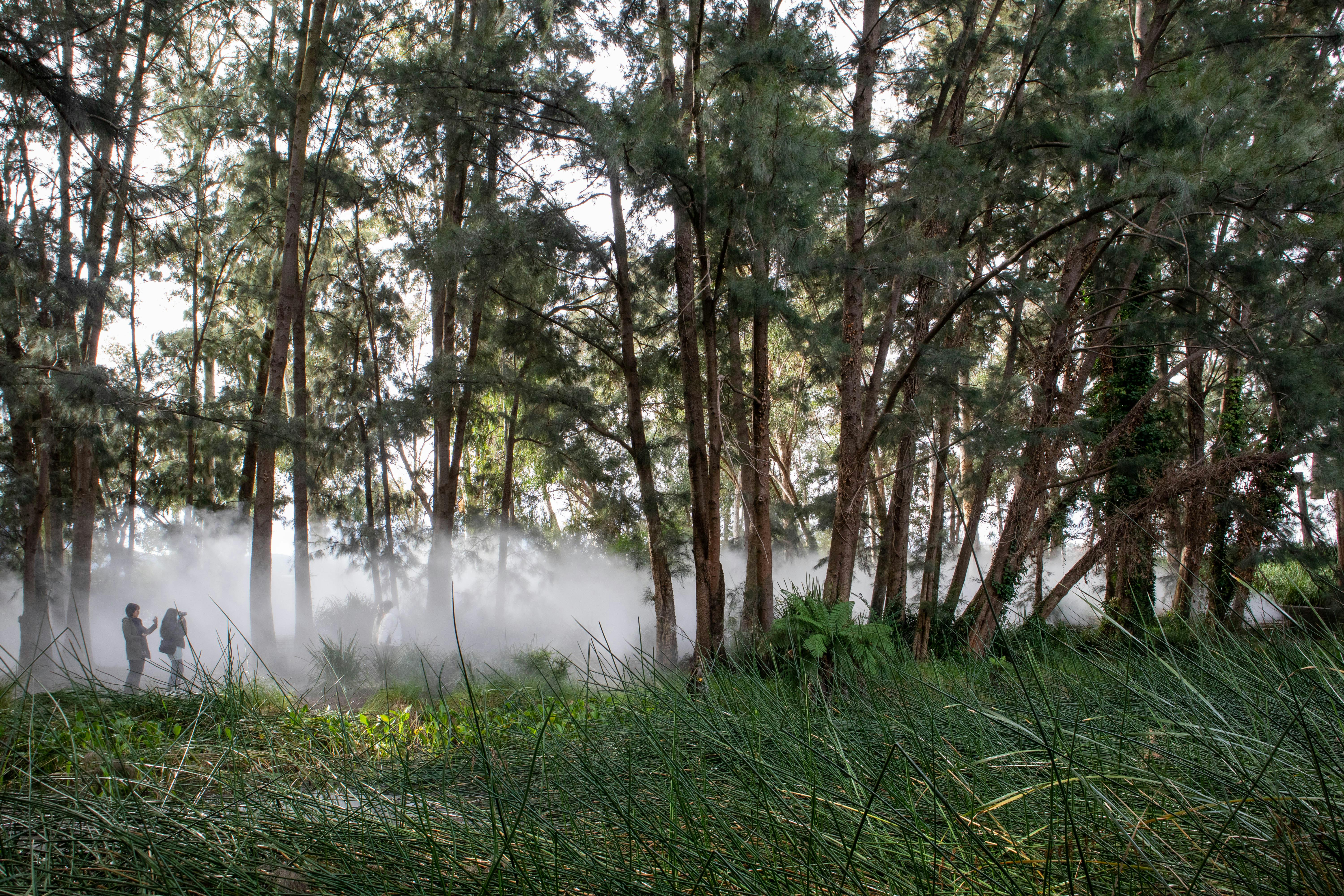 Grass and Tress in the Forest · Free Stock Photo