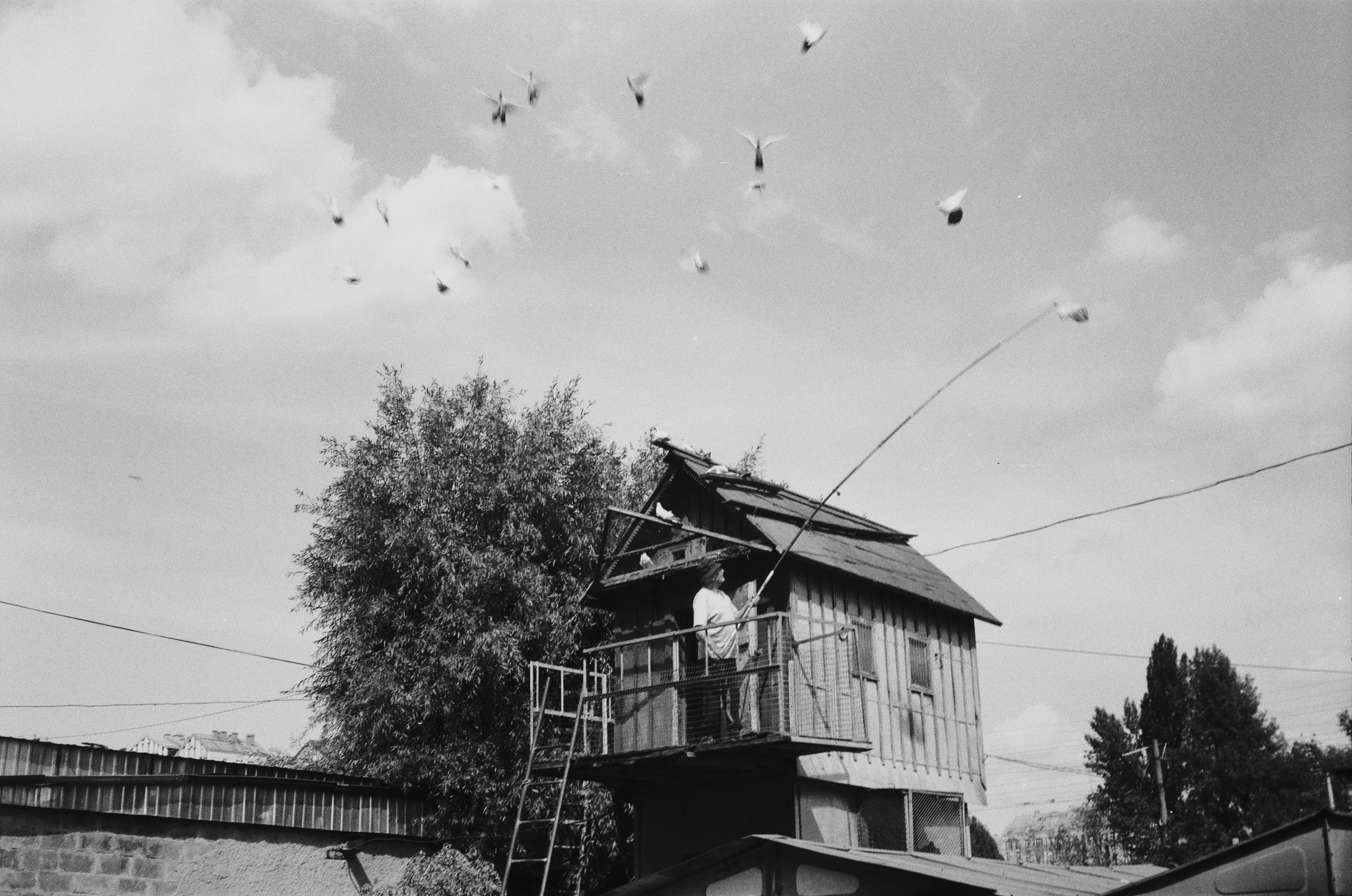 Catching Birds Photos, Download The BEST Free Catching Birds Stock ...