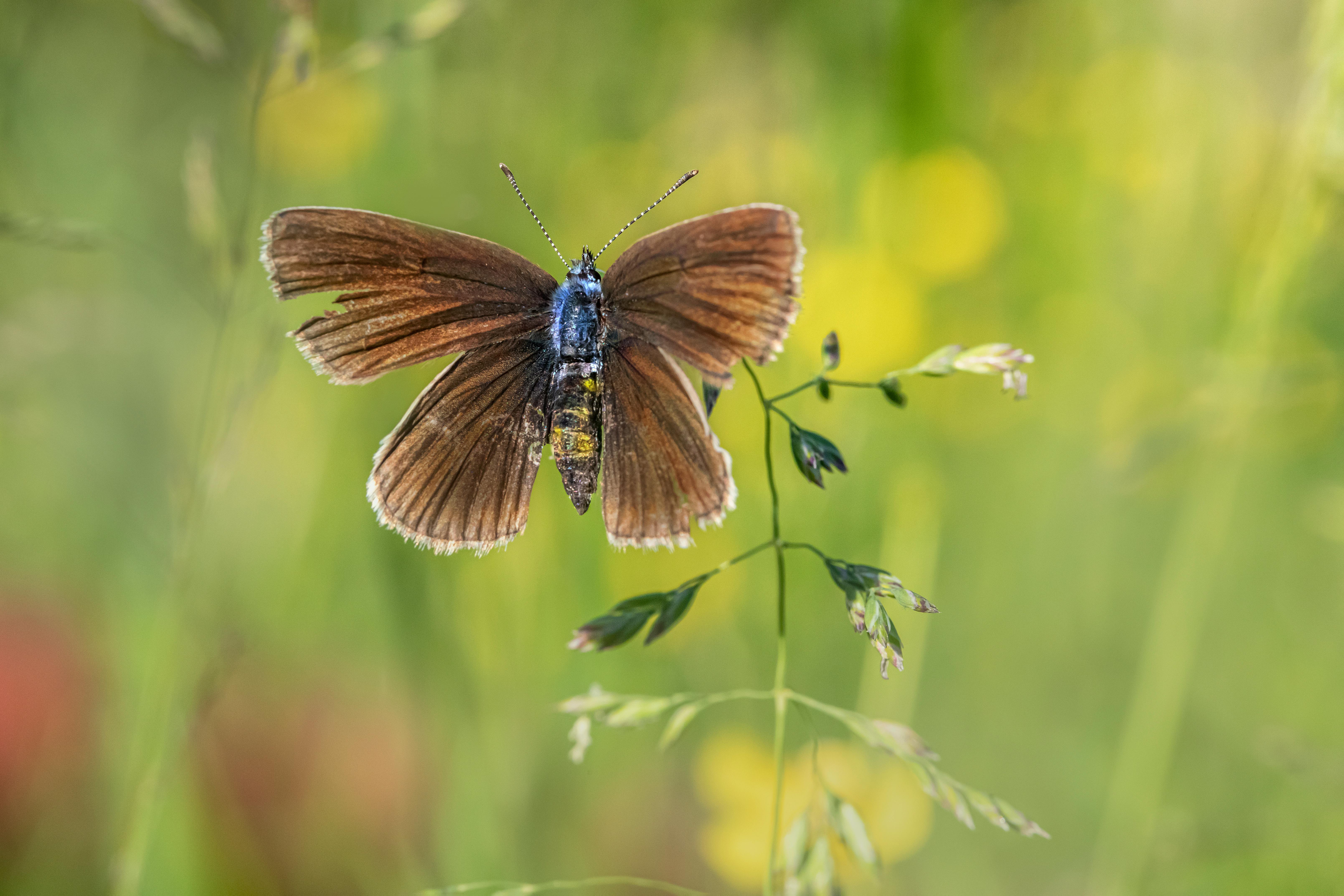 Foto de stock gratuita sobre de cerca, fotografía de insectos, insecto ...