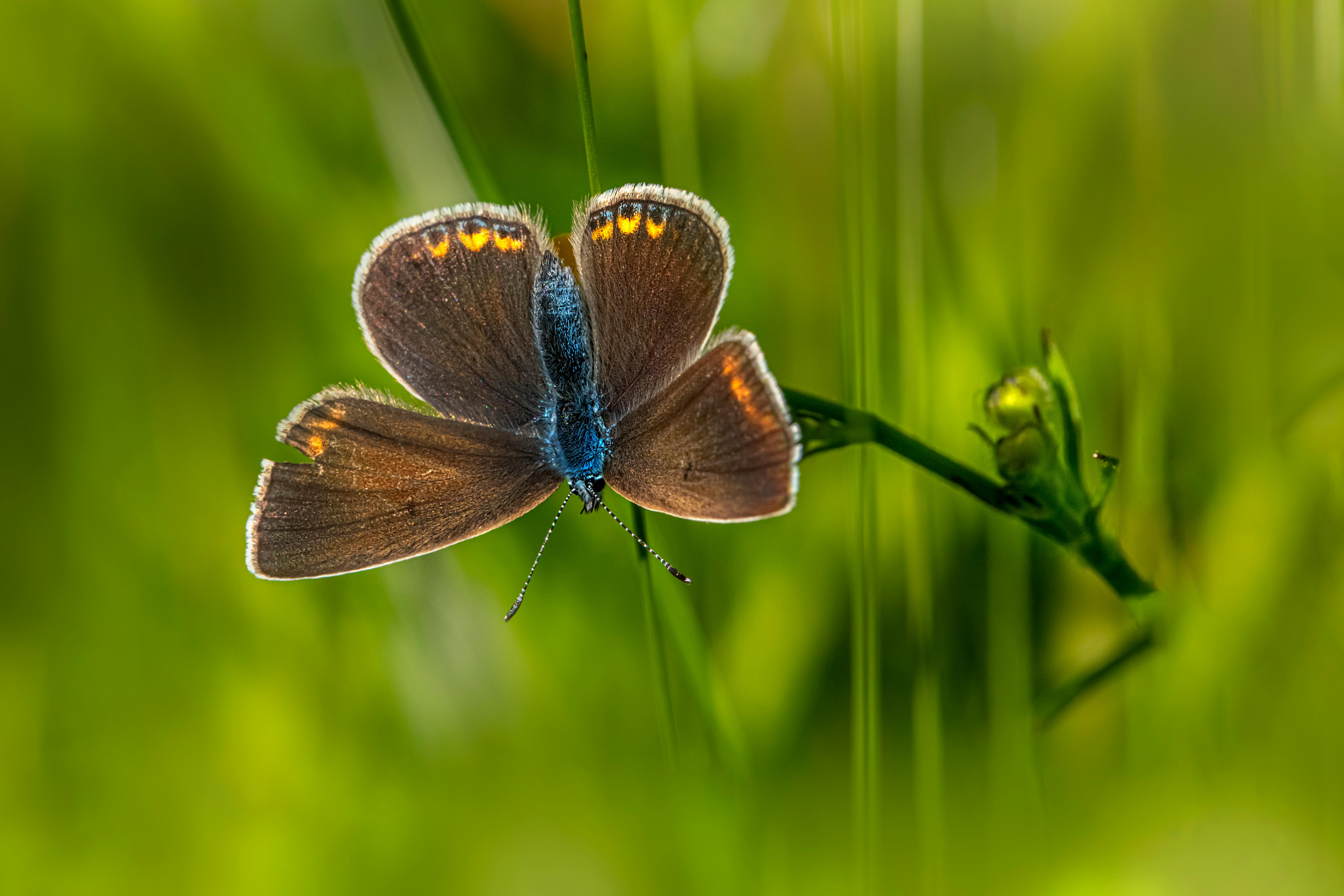 Common Blue Butterfly in Close-up View · Free Stock Photo