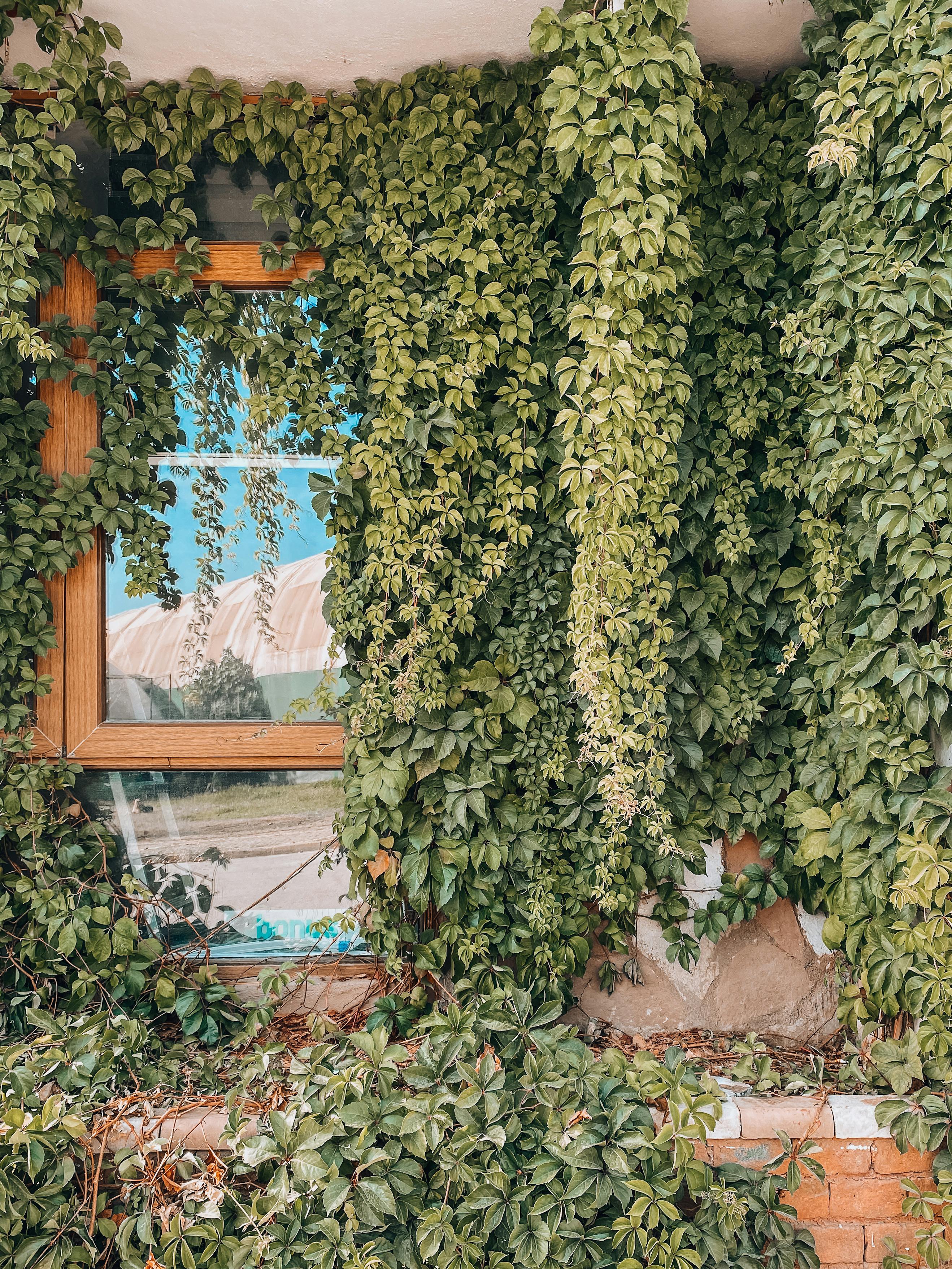 Ivy Growing over a Window · Free Stock Photo