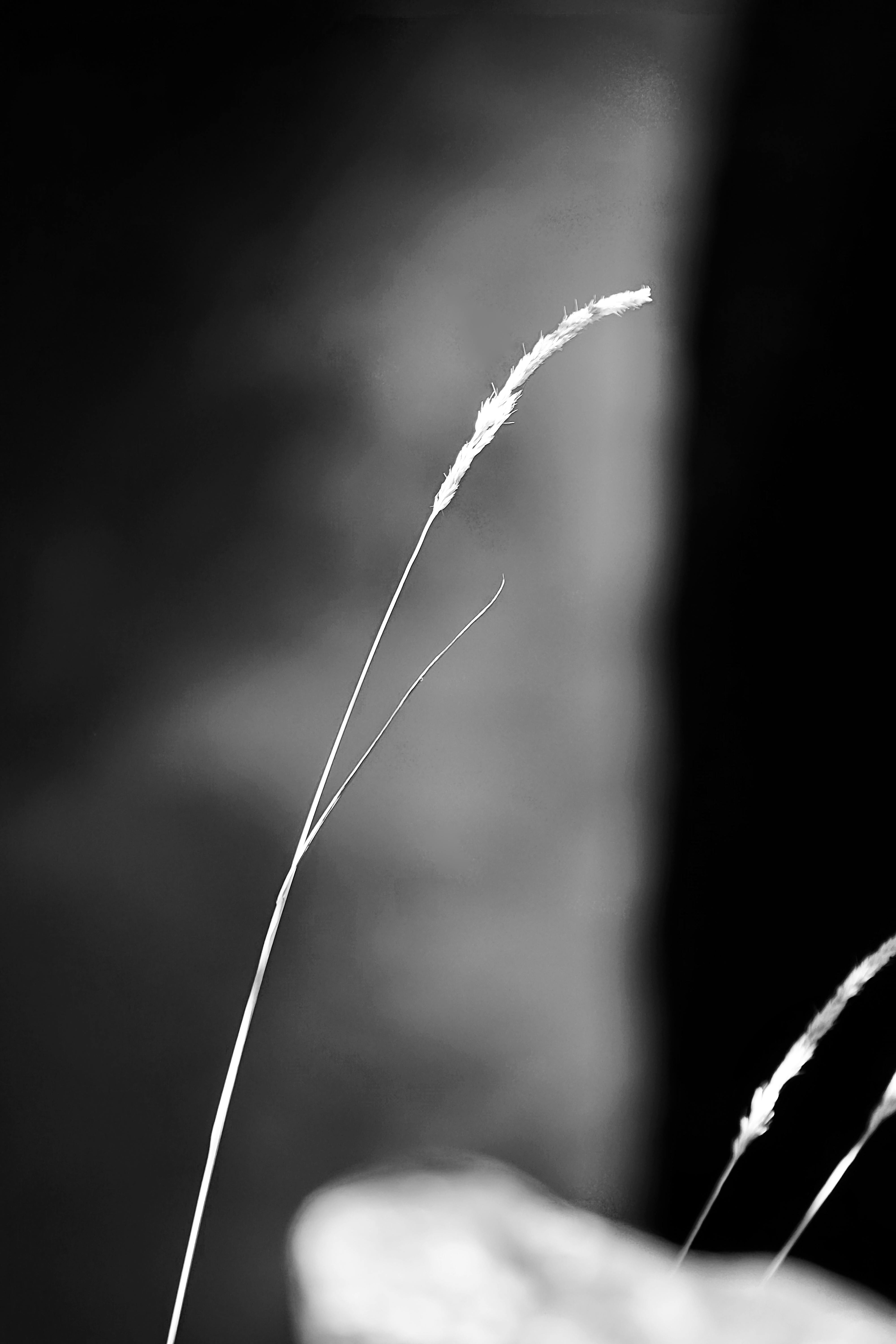 Grayscale Photo of Grass · Free Stock Photo