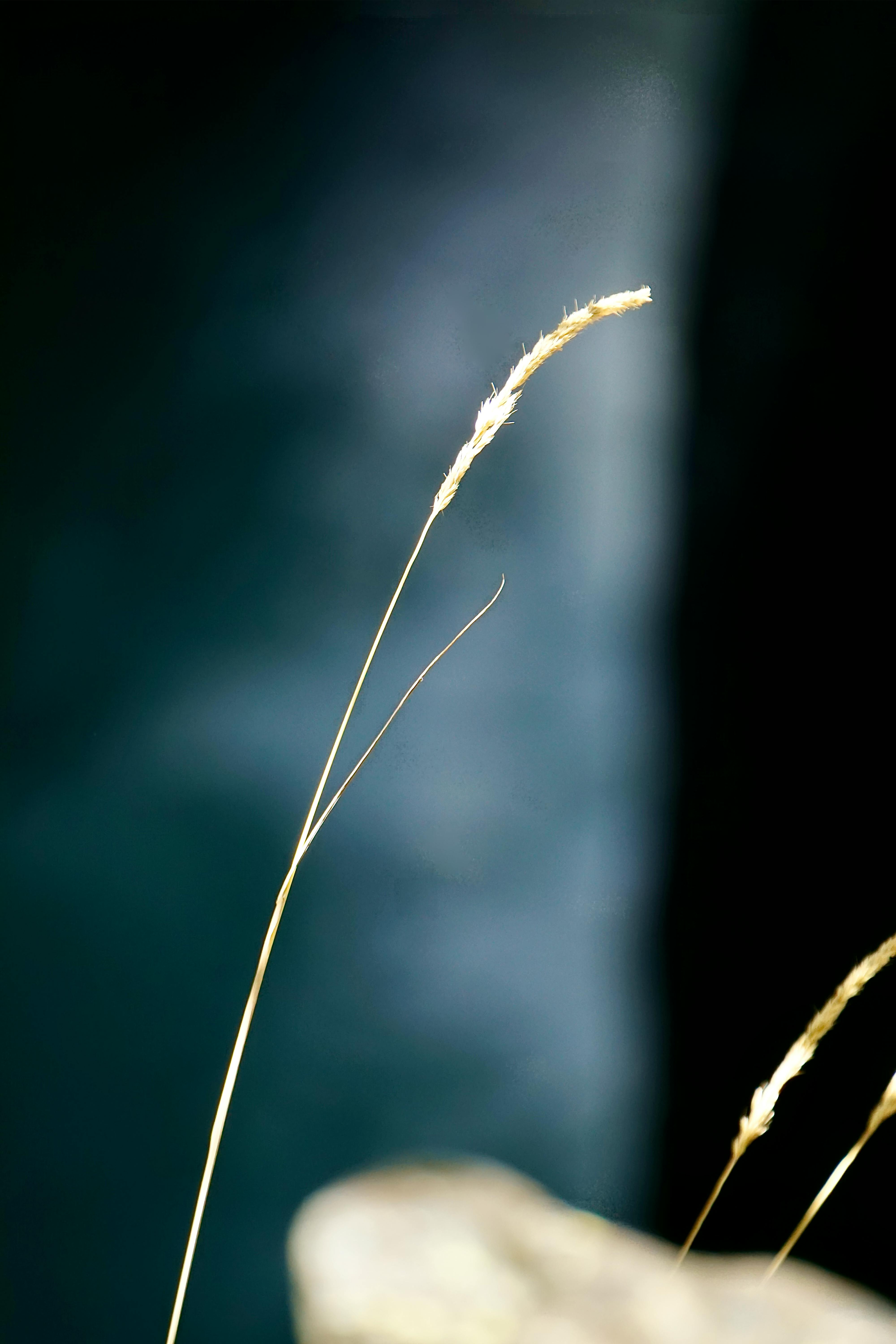 Millet Stem Borer Photos, Download Free Millet Stem Borer Stock Photos ...