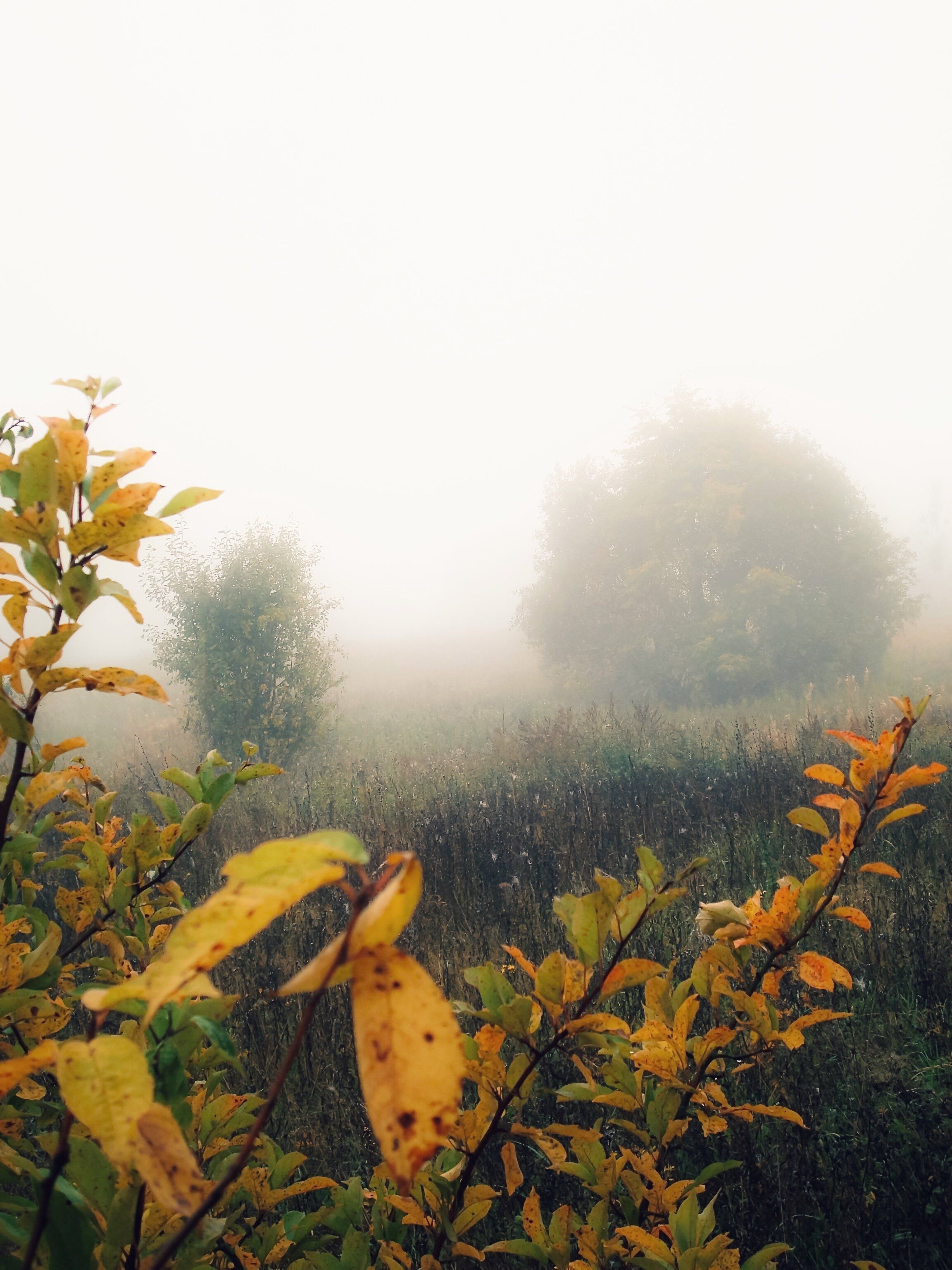 Wild Flowers on Grass Field on a Foggy Morning · Free Stock Photo