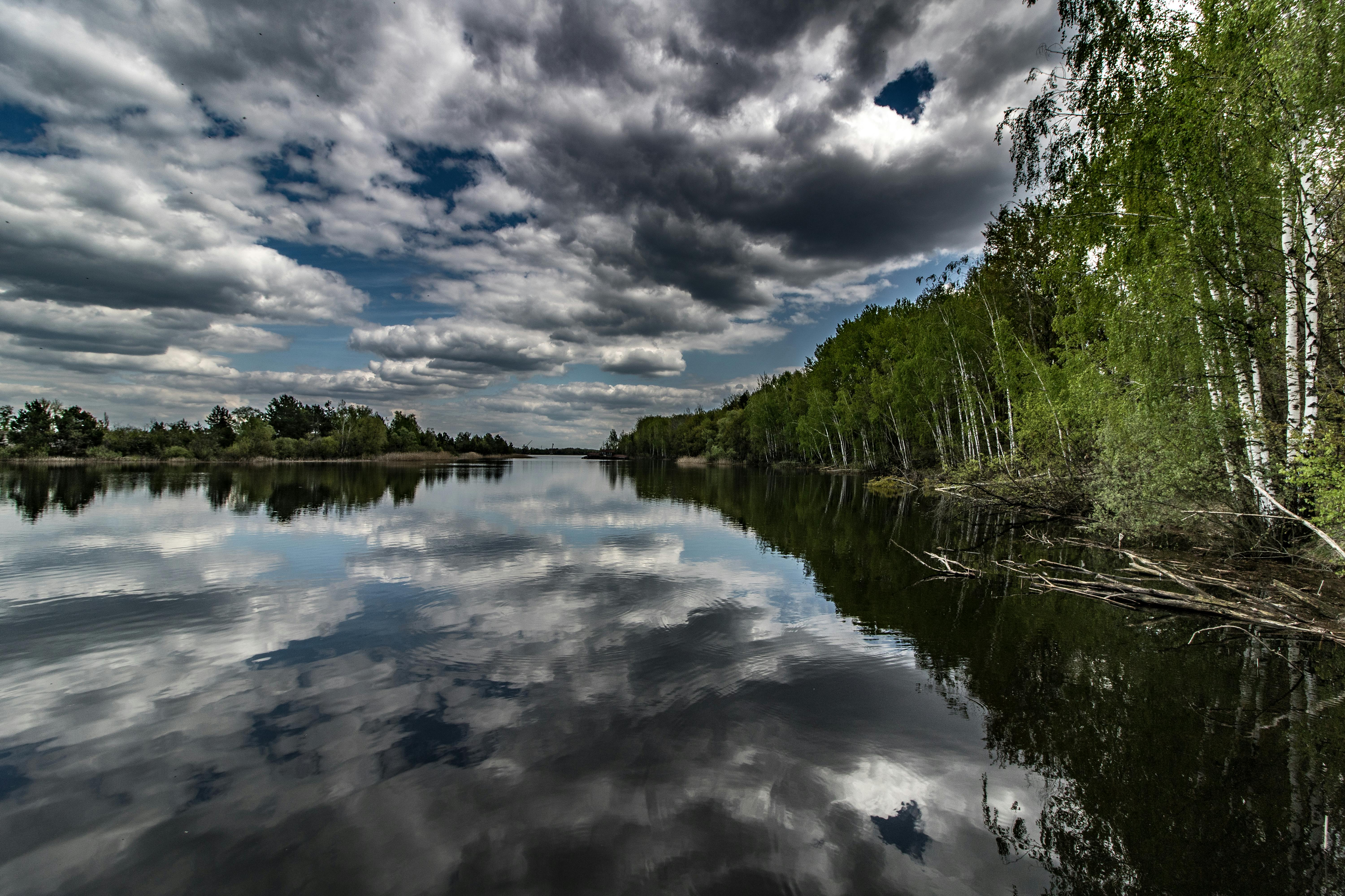 Green Trees Beside the River · Free Stock Photo