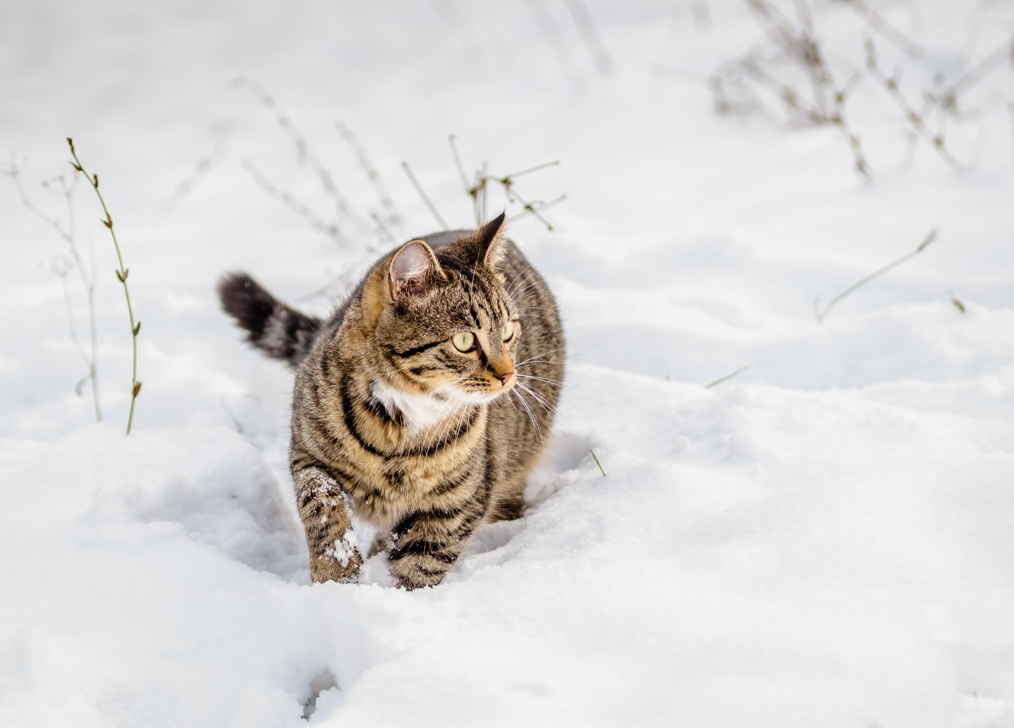 A Tabby Cat on Snow · Free Stock Photo