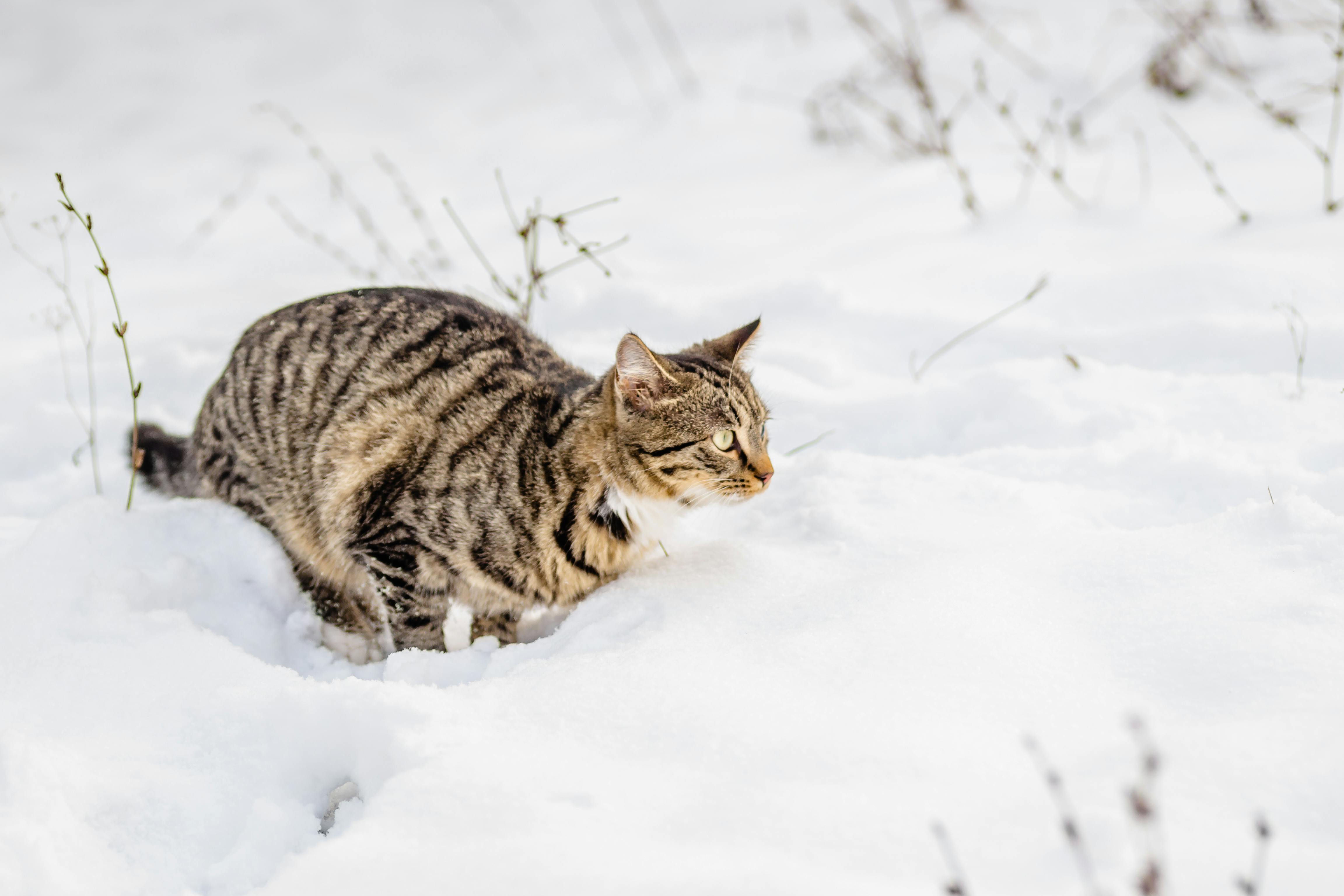 A Tabby Cat on the Snow · Free Stock Photo