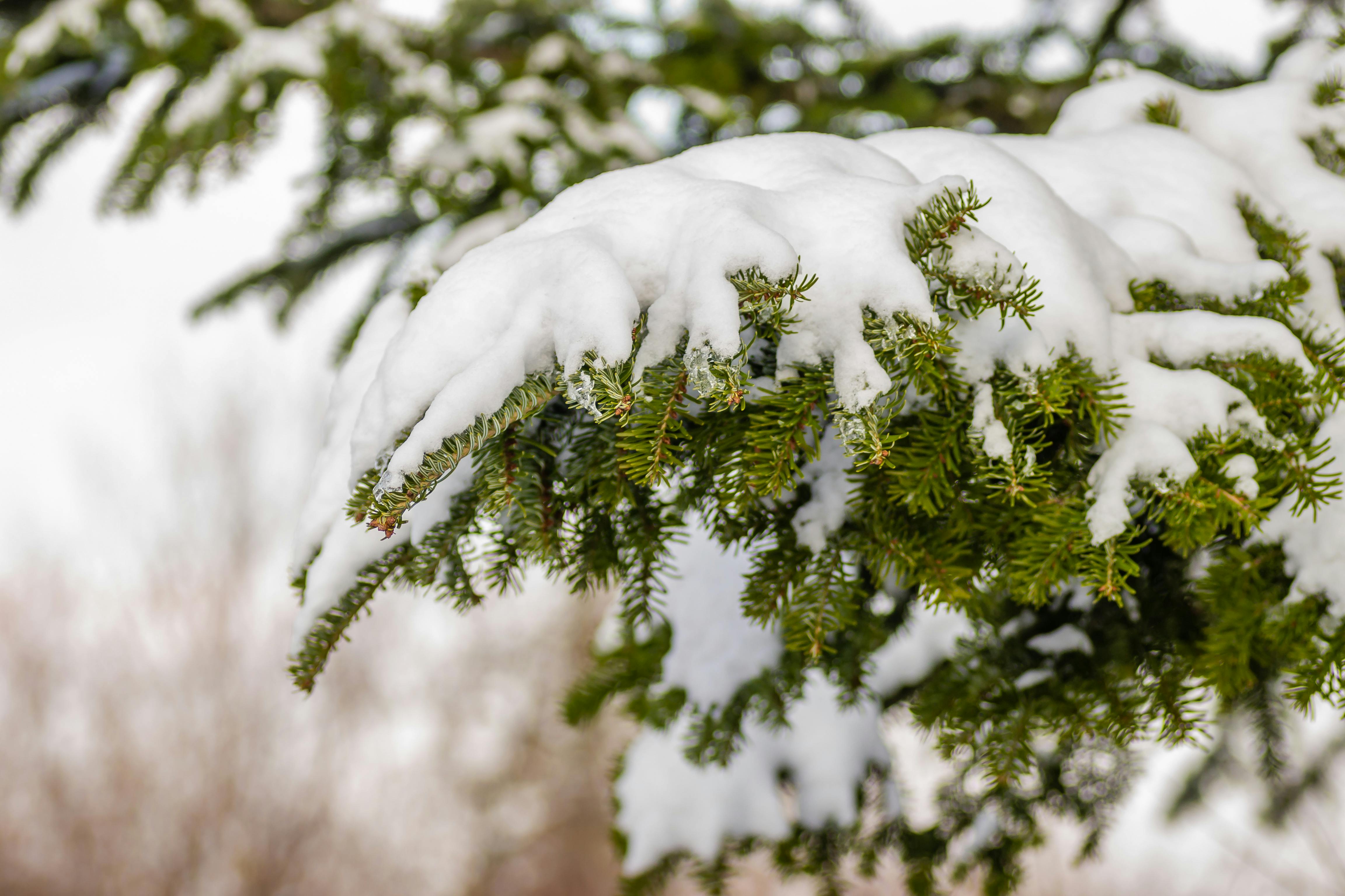 Close-Up Photo of White Snow on Green Leaves · Free Stock Photo